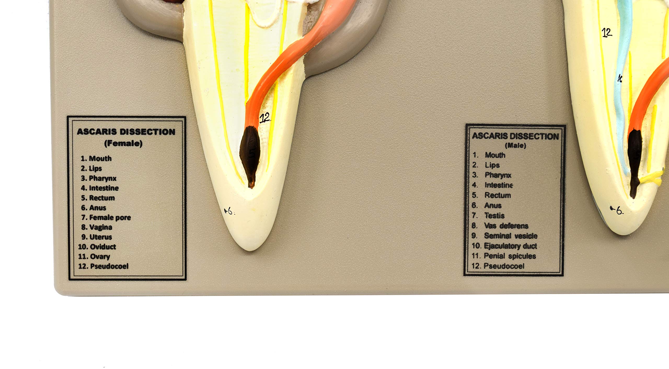 Ascaris Lumbricoides Dissection Ascaris Lumbricoides (Roundworm, Pig),
