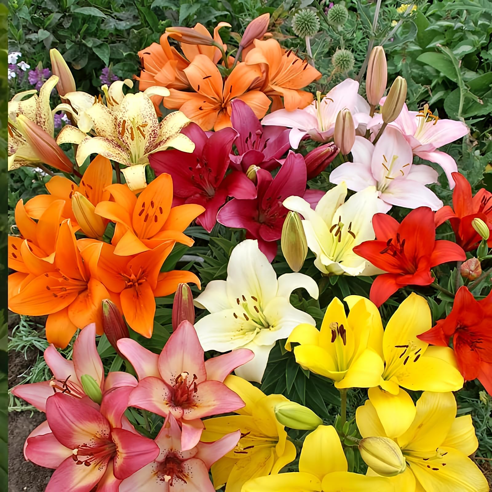 Amazon.com : BRECK'S - Frozen Queen Calla Lily - A one of Kind Calla ...