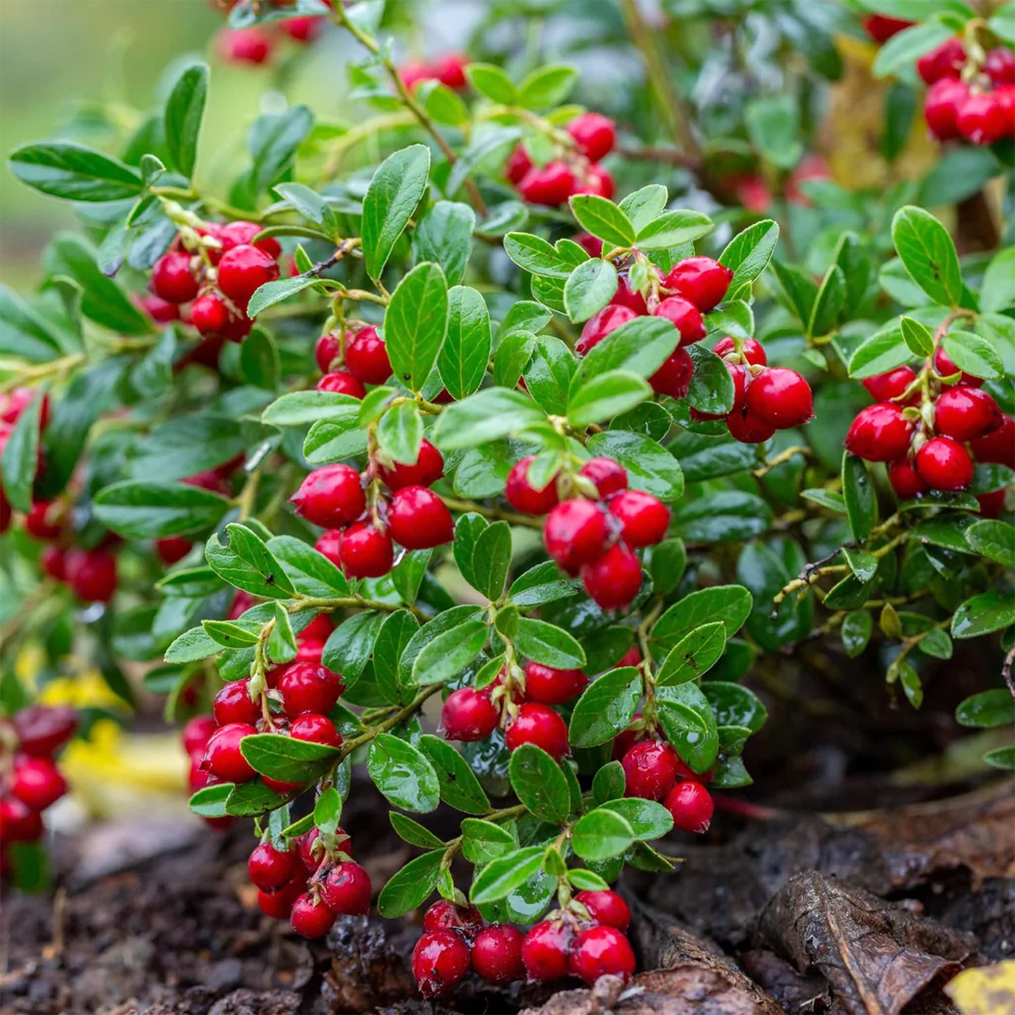 Lingonberry Tree