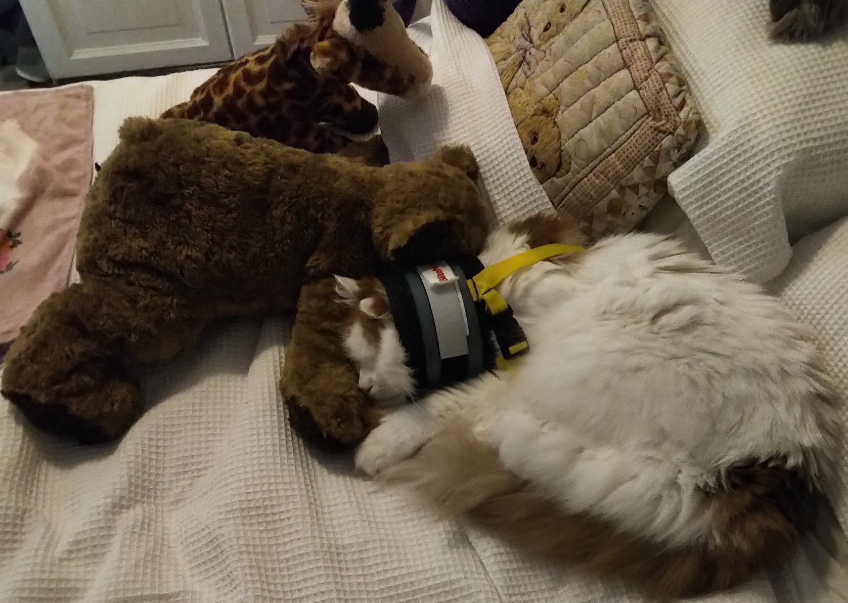 BiteNot Cat Collar, 2.5" W x 14" L : Amazon.co.uk: Pet Supplies