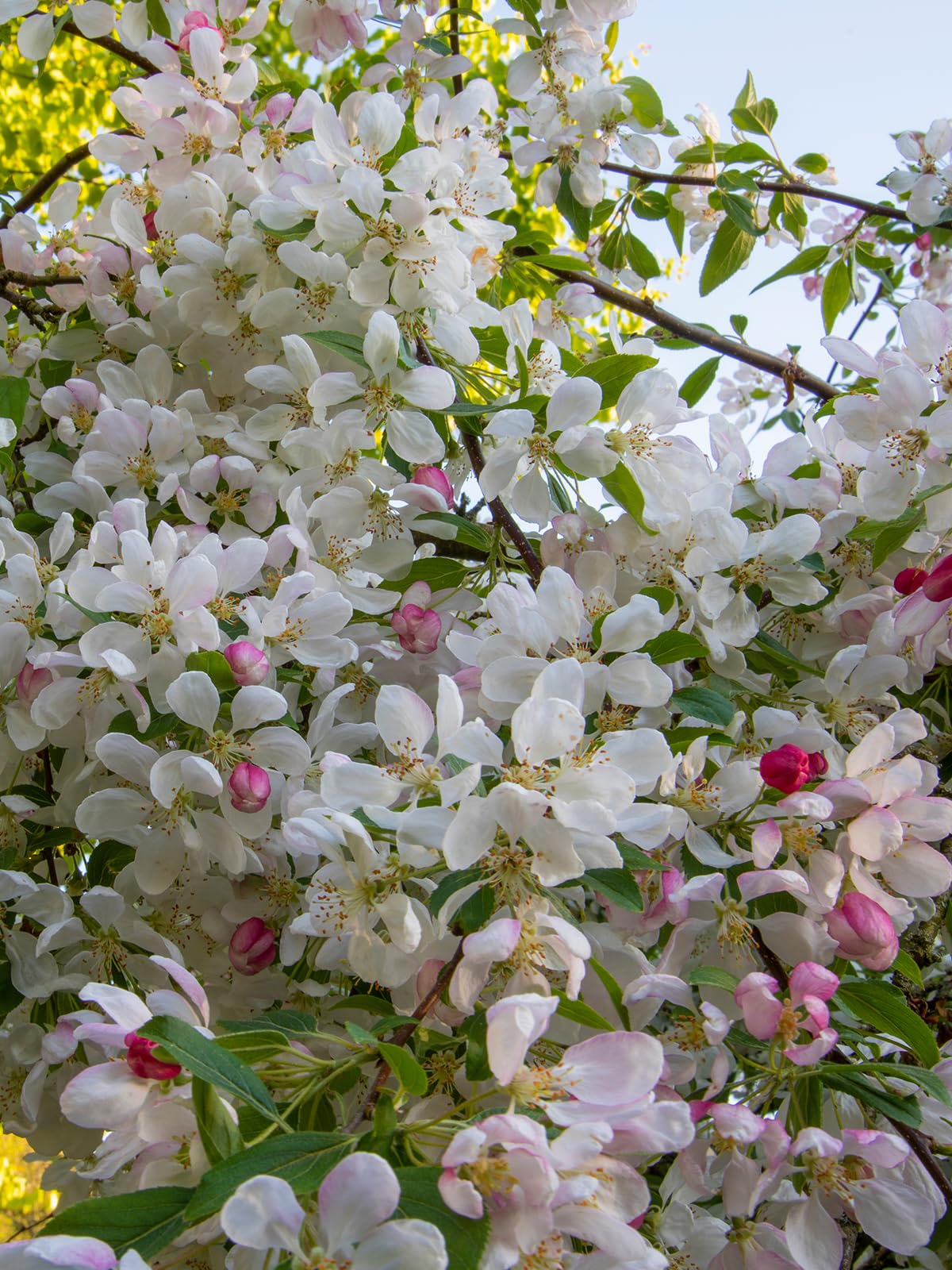 Red Jade Weeping Crabapple Crabapple Summer Wonder | Flowering Trees