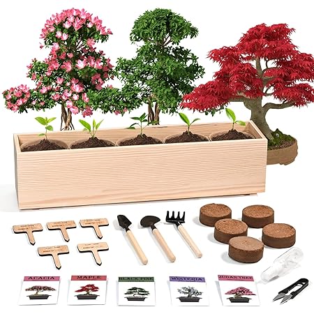 Amazon.com : Grow Your Own Bonsai kit | Tree Plants & Seeds | Crafts ...