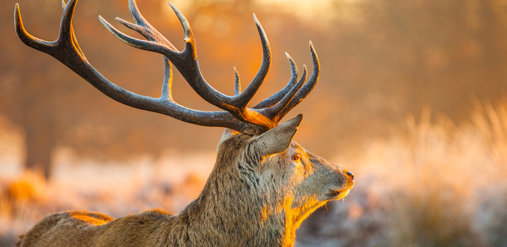 Red Stag Sounds and Red Stag Calls for Hunting - Hunting Calls & Game ...