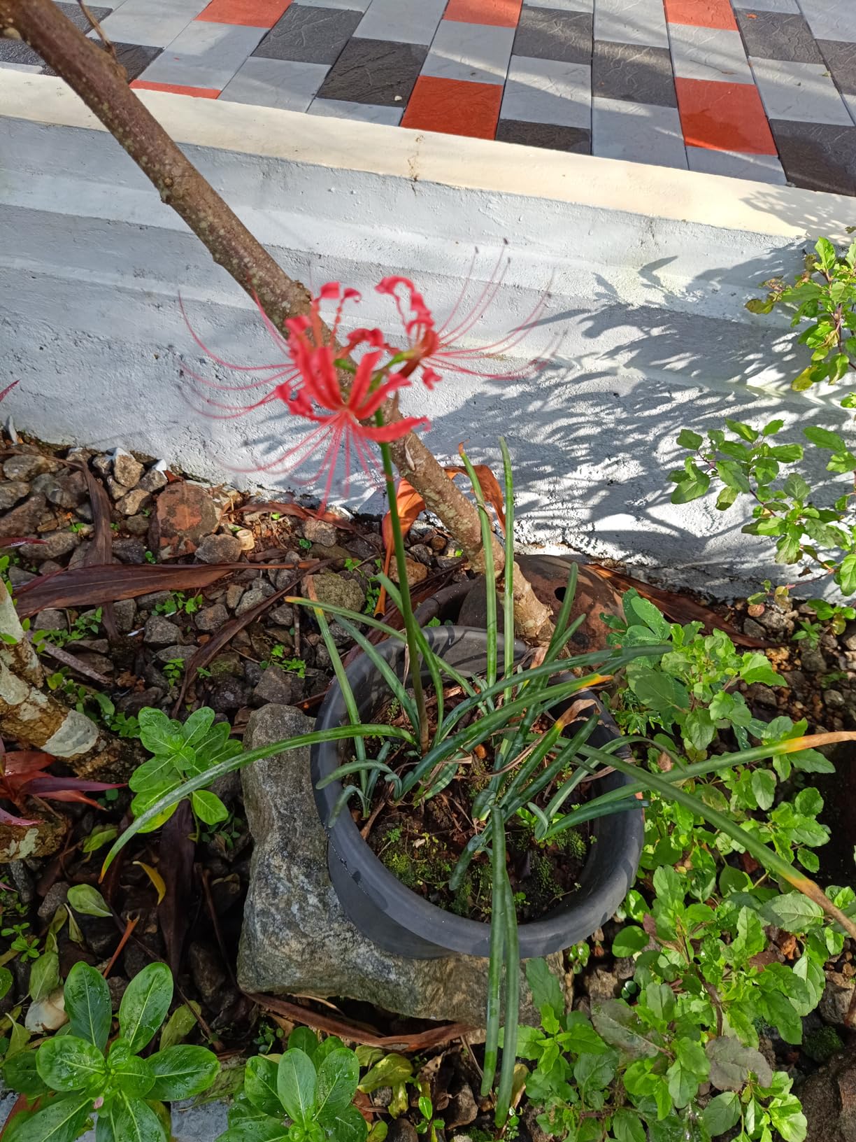 Kraft Seeds Narine Lily Flowering Bulbs (Pink, 5 Bulbs) | Fragrant ...