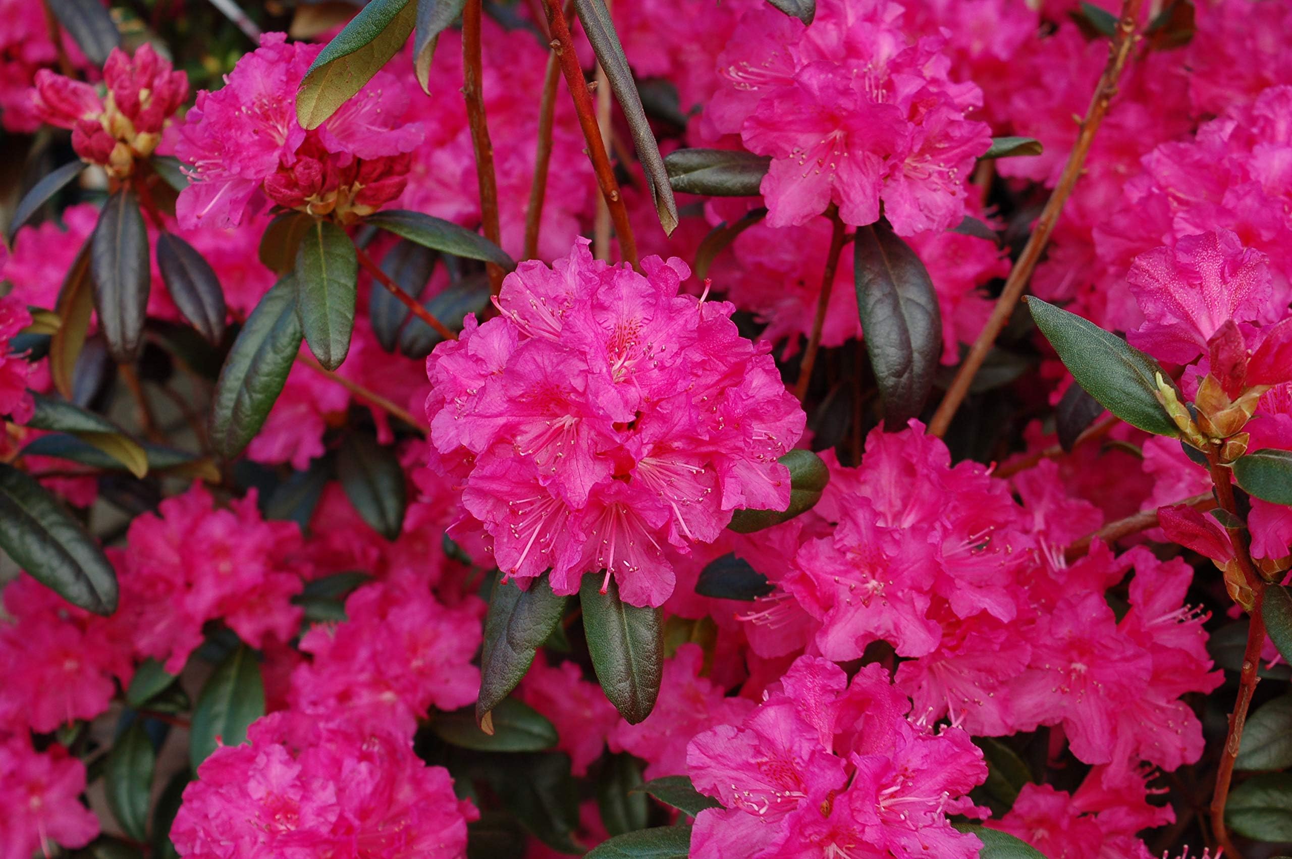 Amazon.com : 30 Orange Azalea Flower Seeds for Planting - Rhododendron ...