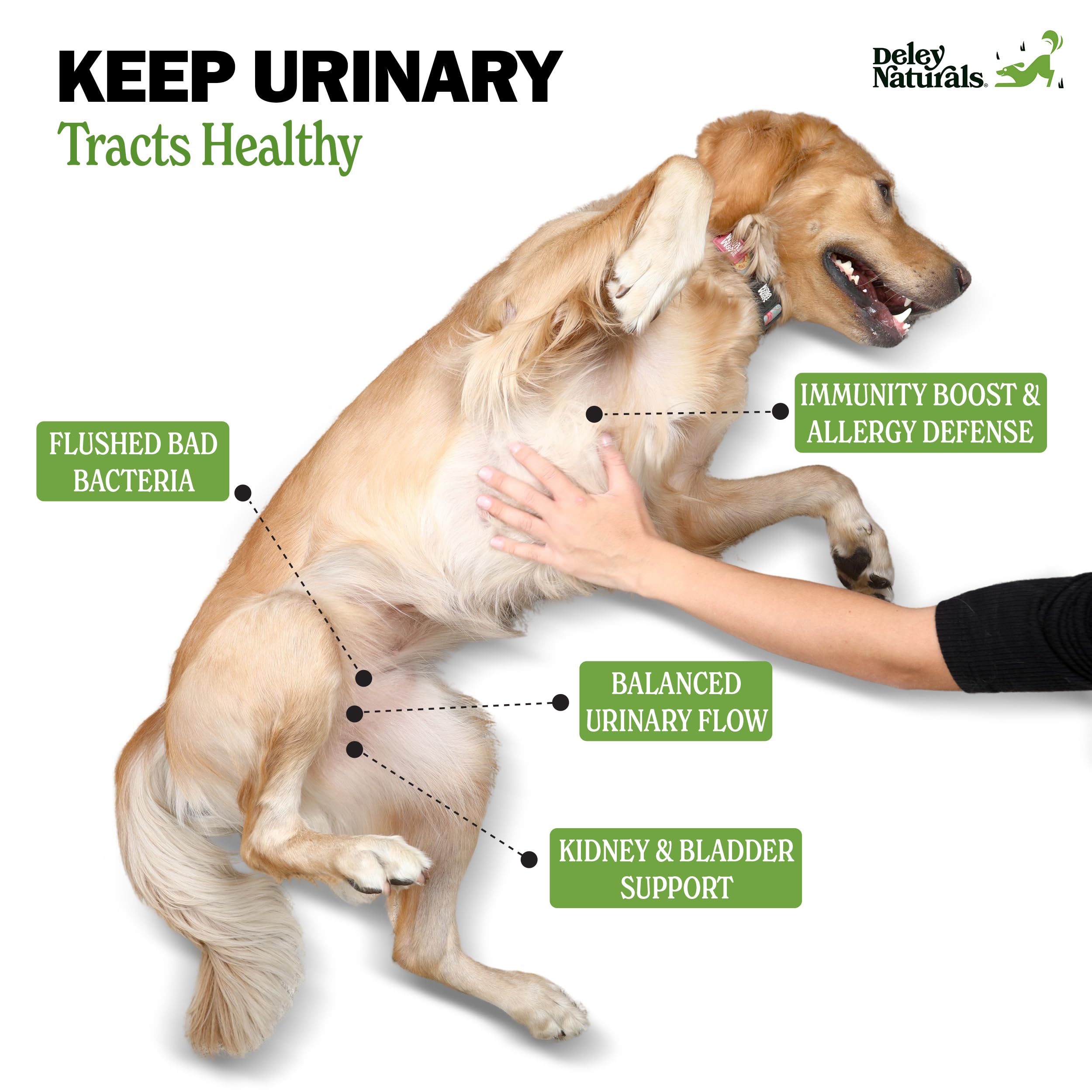 Female Dog Uti Infection Sharing Millie’s UTI Symptoms In Case You