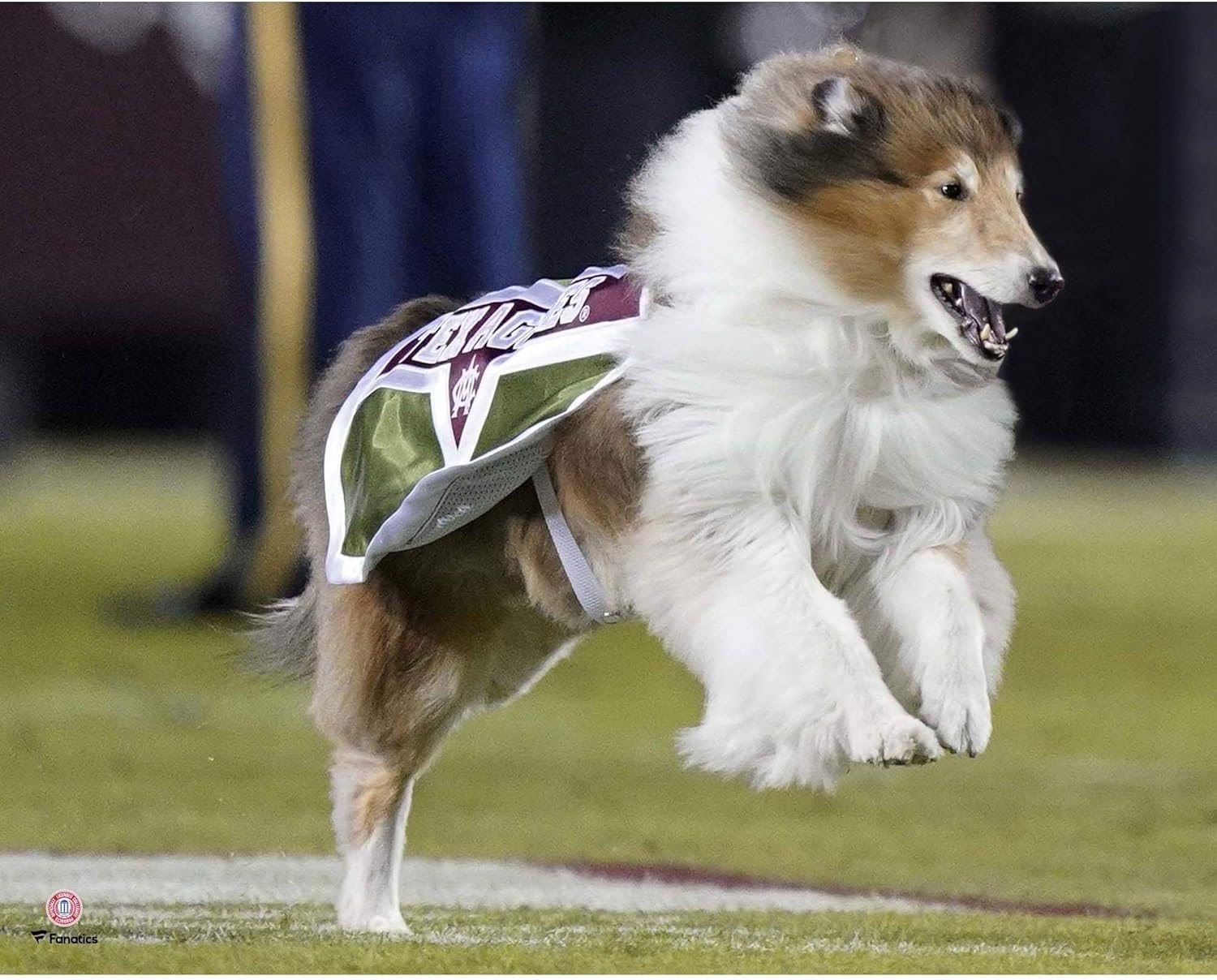 Amazon.com: Texas A&M Aggies Unsigned Reveille Running Photograph ...