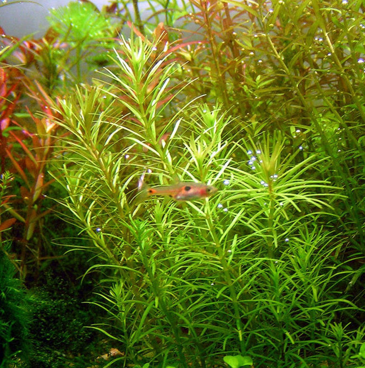 Rotala Wallichii Aquascape