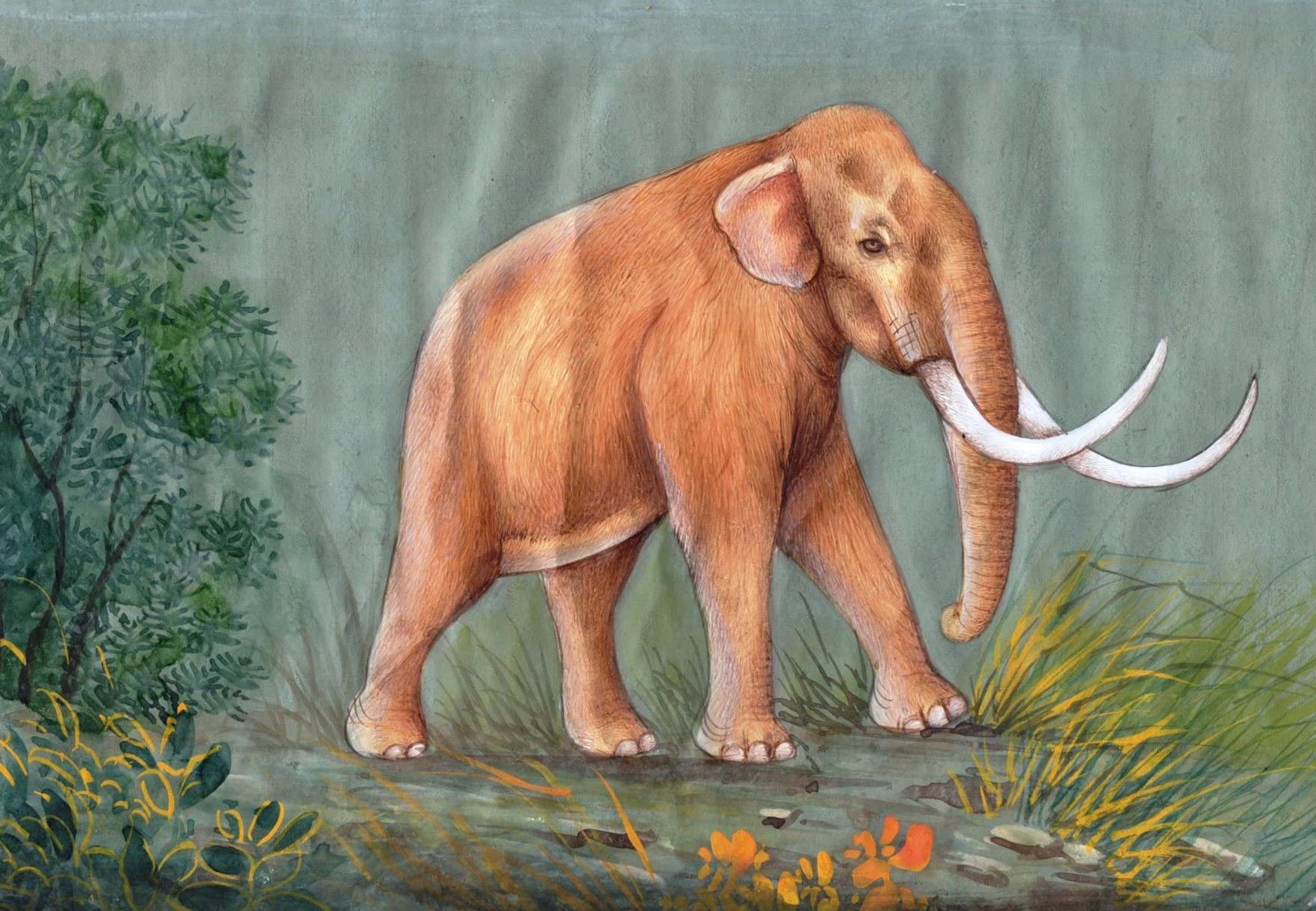 Mastodon Vs Mammoth Drawings