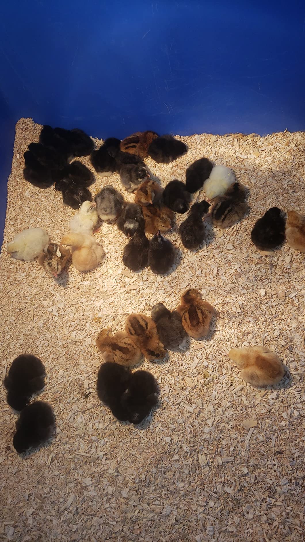 $11/mo - Finance TRIOCOTTAGE 12 Clear Egg Hatching Incubator with ...