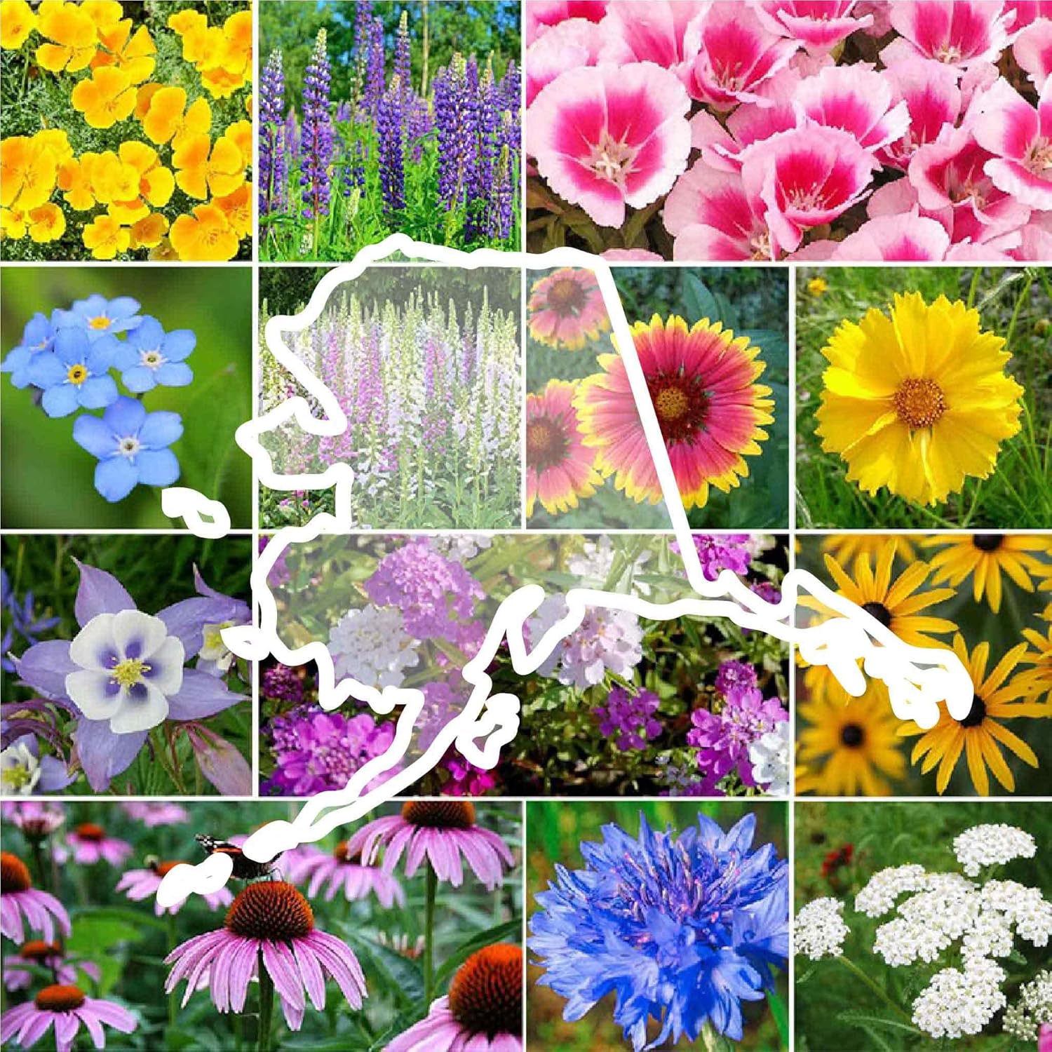 Amazon.com : Eden Brothers Alaska Wildflower Mixed Seeds for Planting ...
