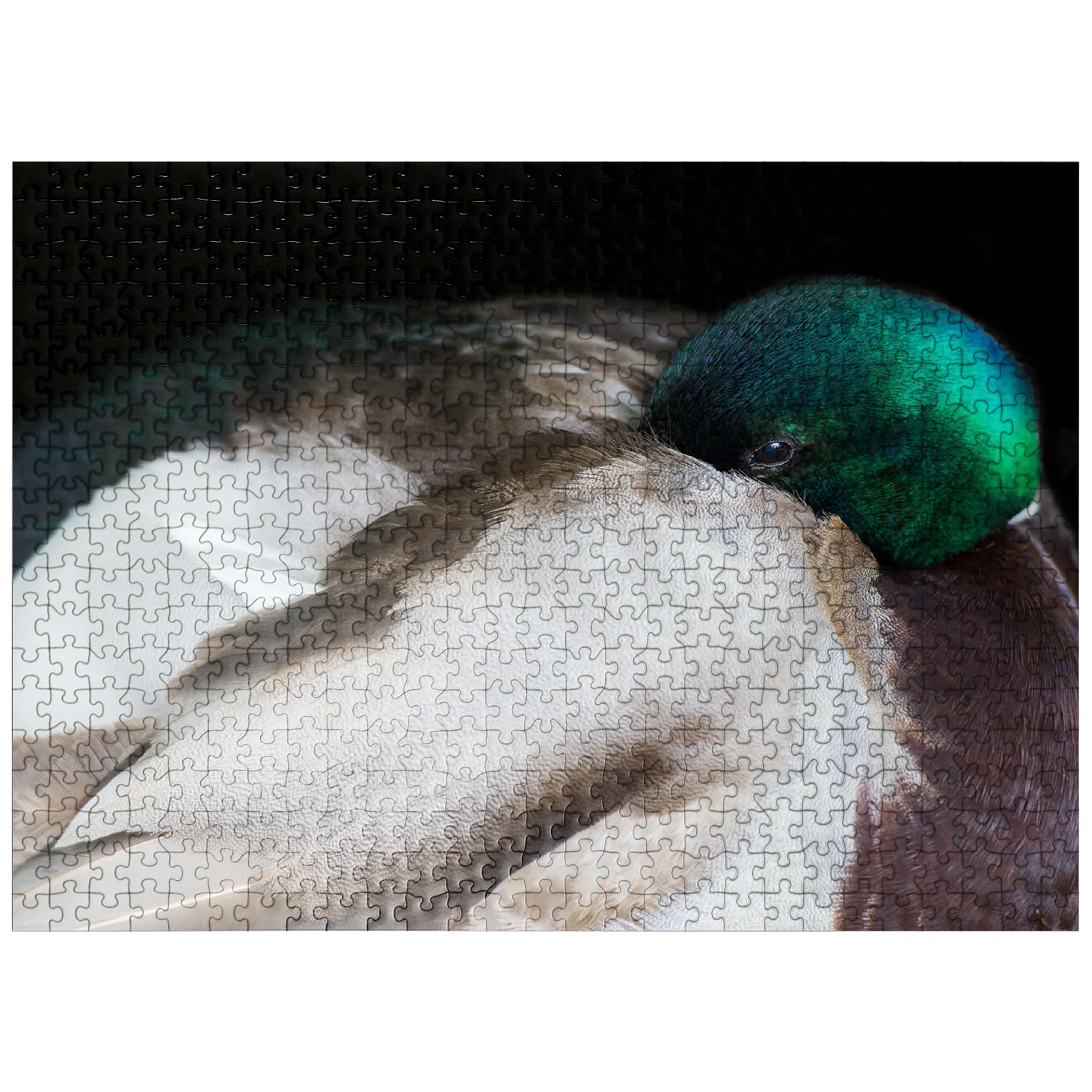 Amazon.com: MyPuzzle Mallard Duck - Premium 500 Piece Jigsaw Puzzle ...