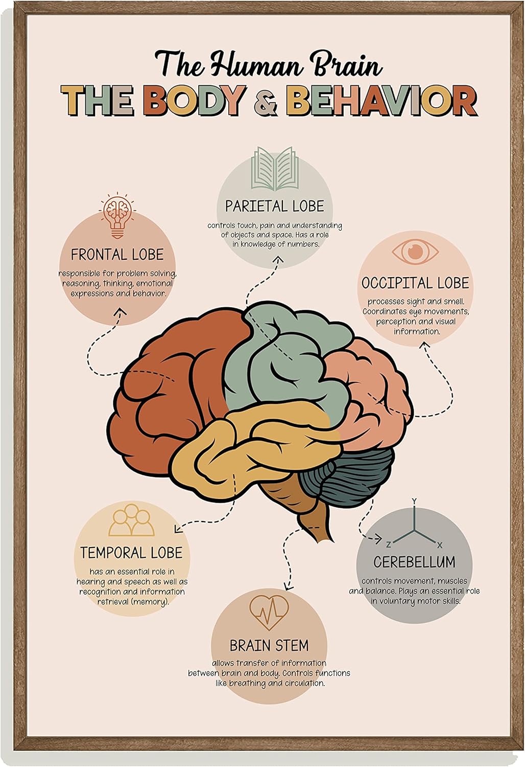 Amazon.com: The Human Brain The Body And Behavior Chart Poster Brain ...