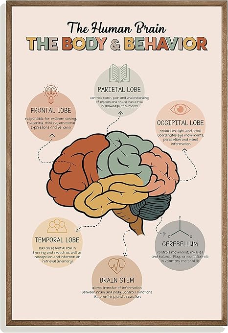 Amazon.com: The Human Brain The Body And Behavior Chart Poster Brain ...