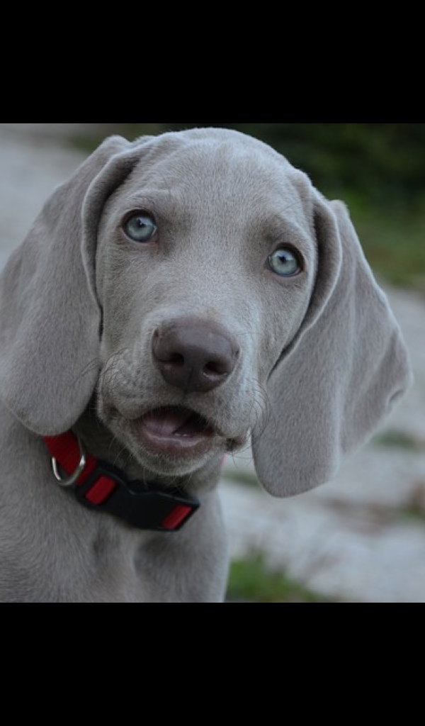 Weimaraner Wallpaper -- HD Wallpapers of Weimaraner! - App on Amazon ...