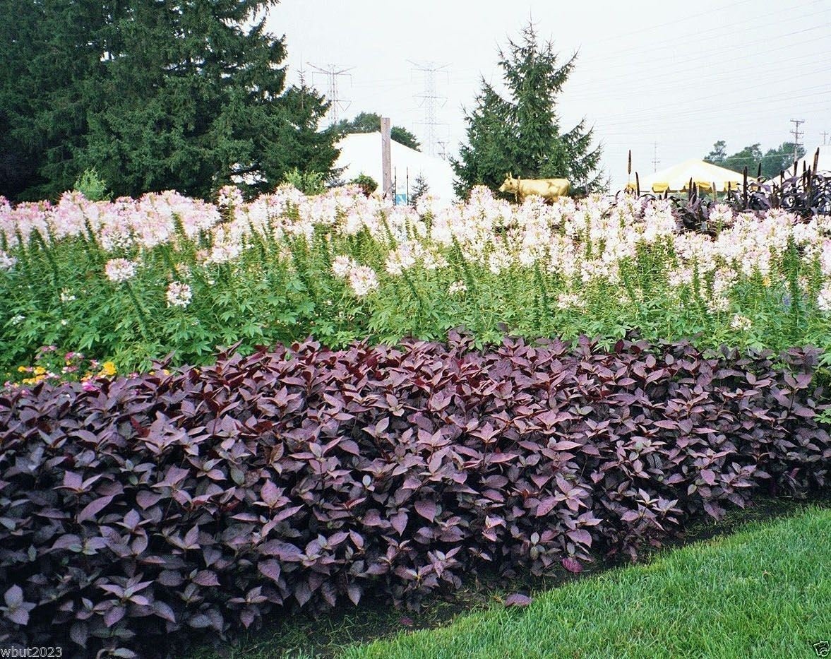 Alternanthera Dentata Purple Knight