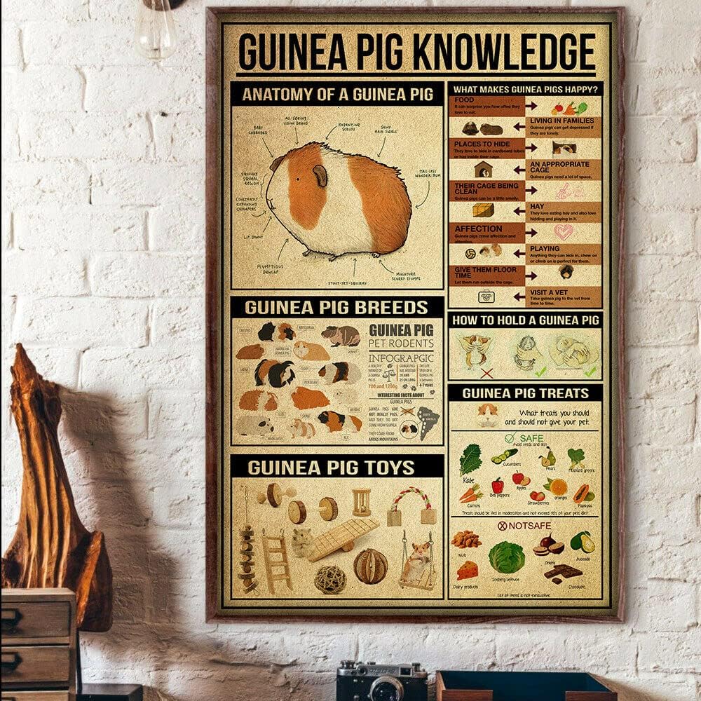 Amazon.com: Bodyard Vintage Metal Tin Sign Guinea Pig Knowledge Poster ...
