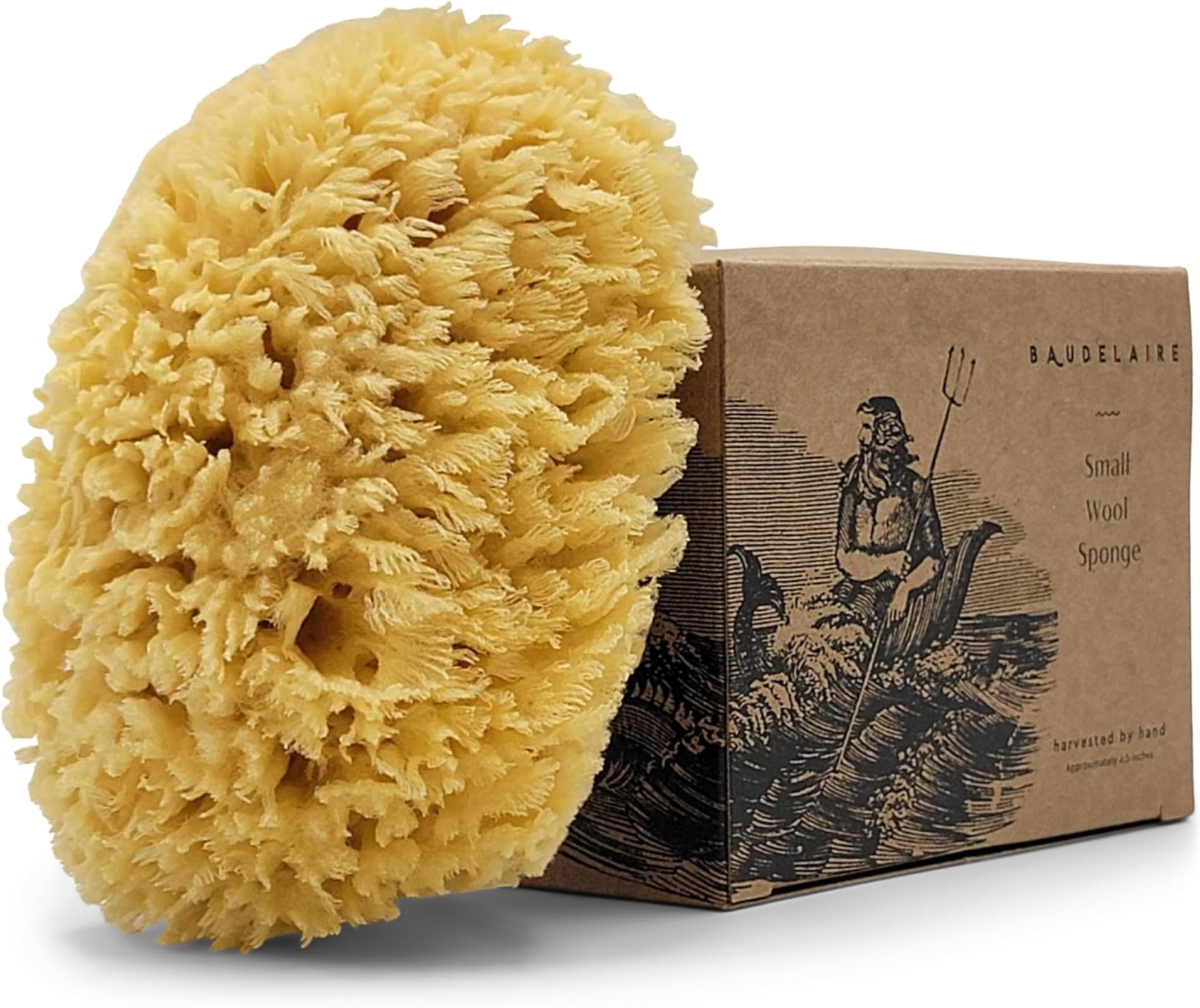 Amazon.com: Baudelaire Sea Wool Sponge 5.5" - Natural Sea Sponge for ...