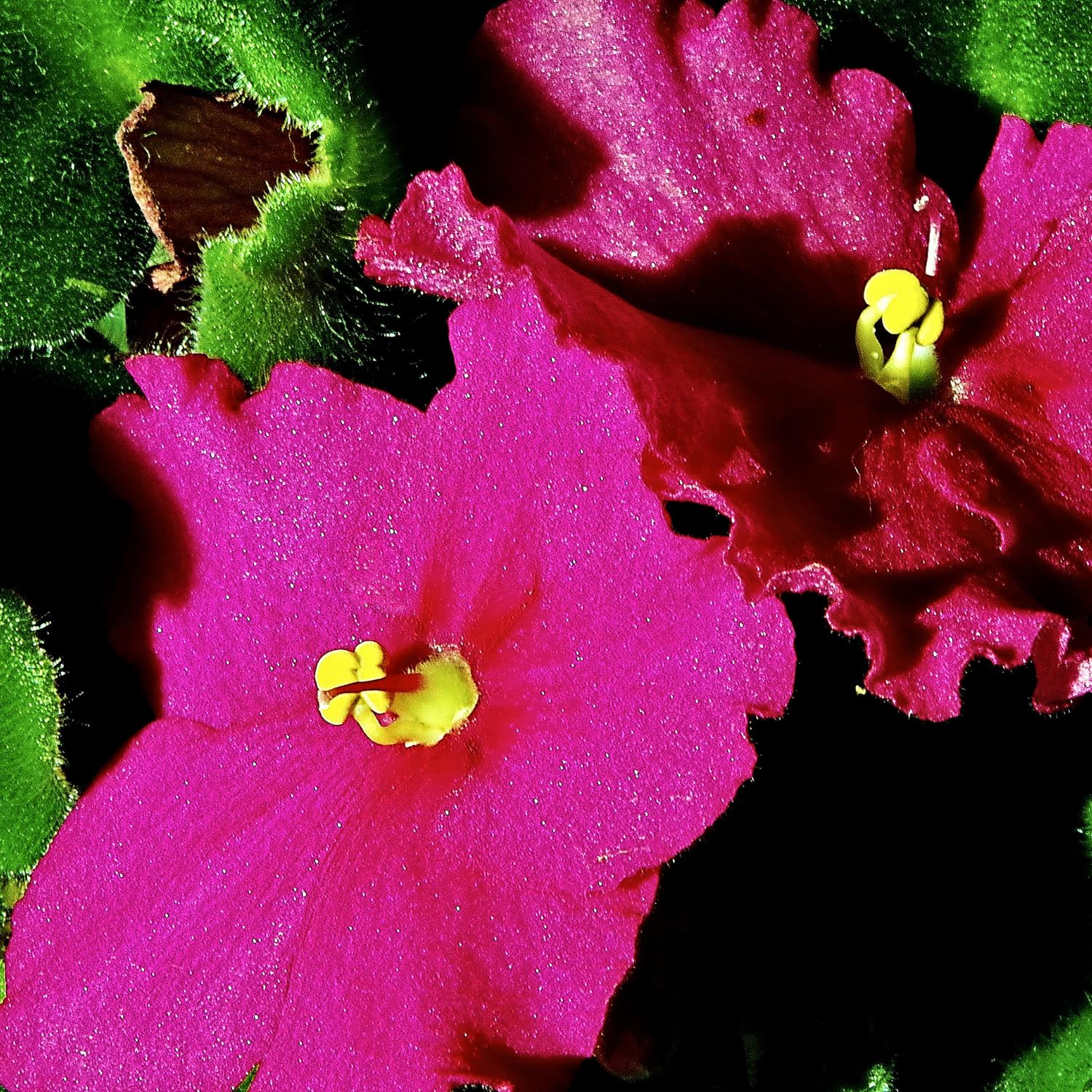 Red Violet Flower