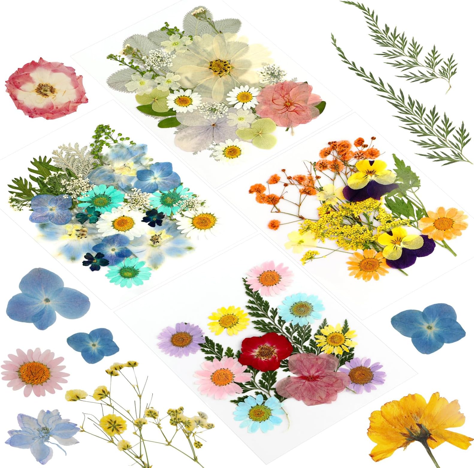 Gepresste Blumen, Natürliche Getrocknete Blüten, Mehrfarbige ...