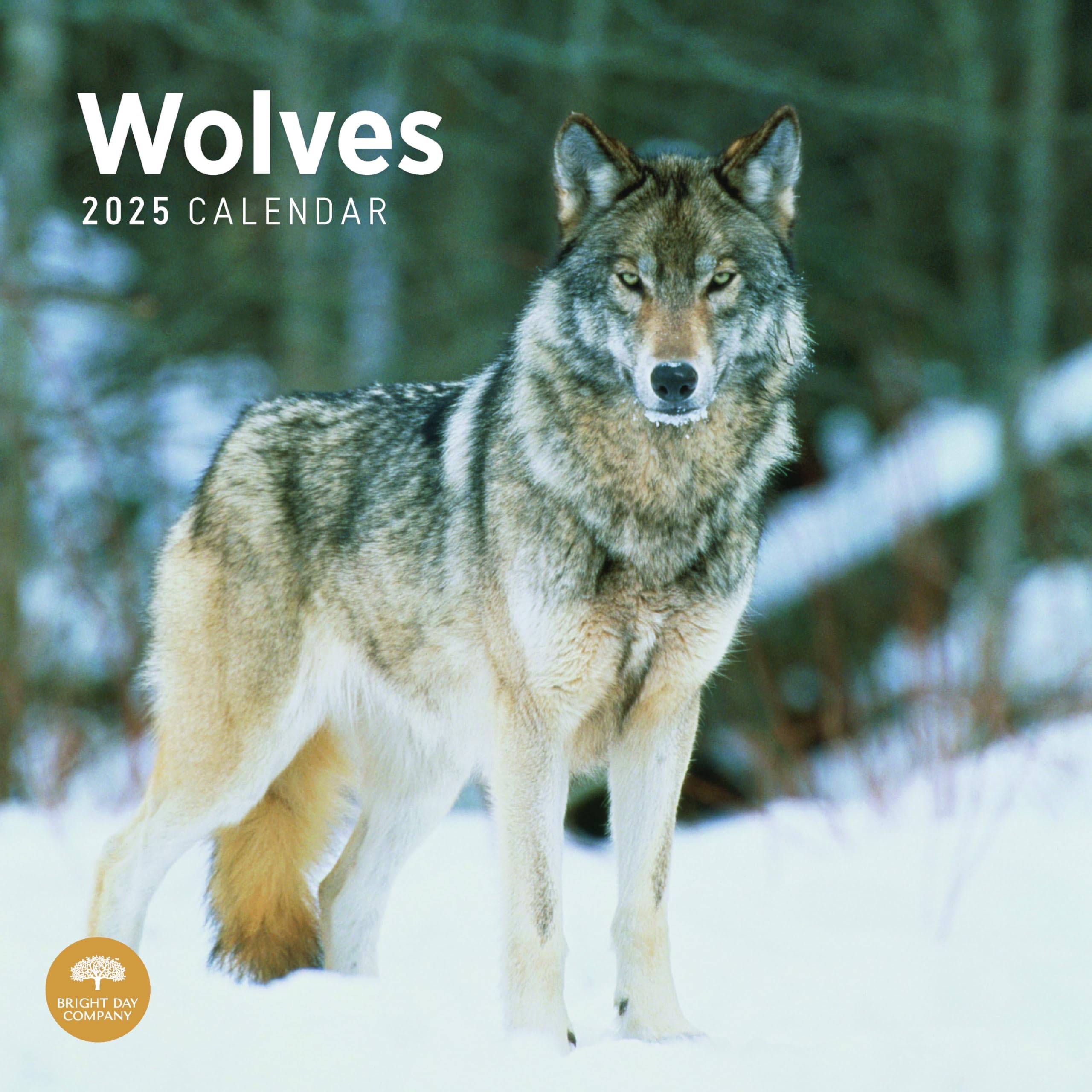 Amazon.com: 2025 Wolves Monthly Wall Calendar by Bright Day, 12 x 12 ...