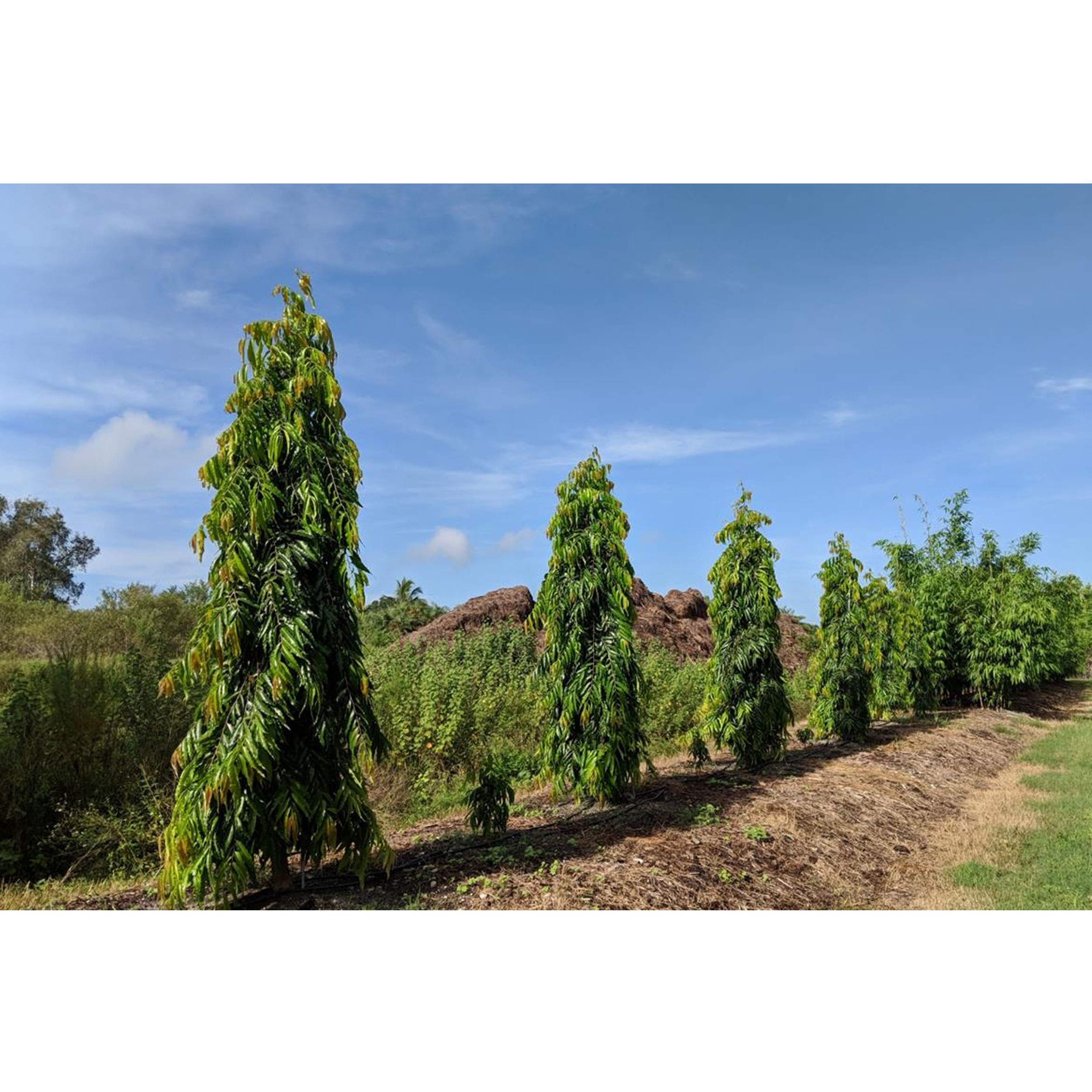 False Ashoka Tree Buy Road Side Picks Five Polyalthia Longifolia