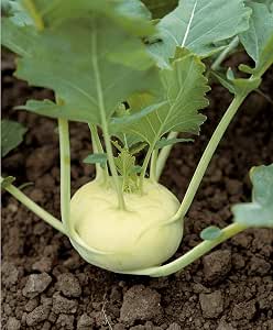 30 White Rave Cabbage Seeds – Old Vegetable – Organic Method : Buy ...