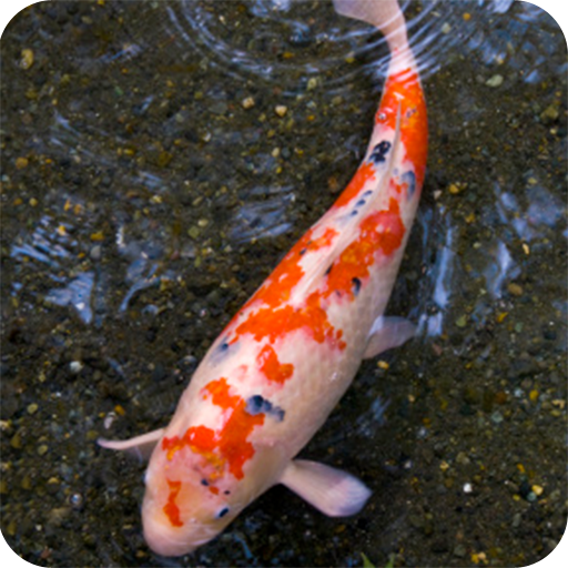 Breeding Koi for Fun and Profit - App on Amazon Appstore