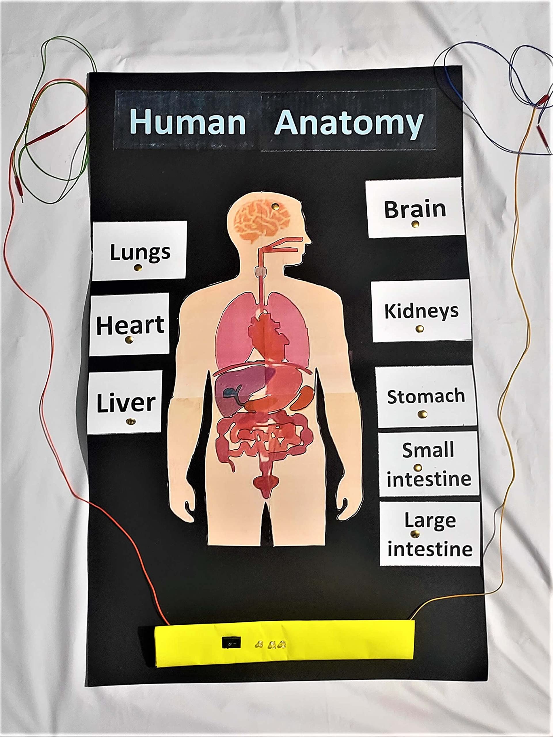 Human Body Parts Diagram Schematic Diagram Depicting The Human Body