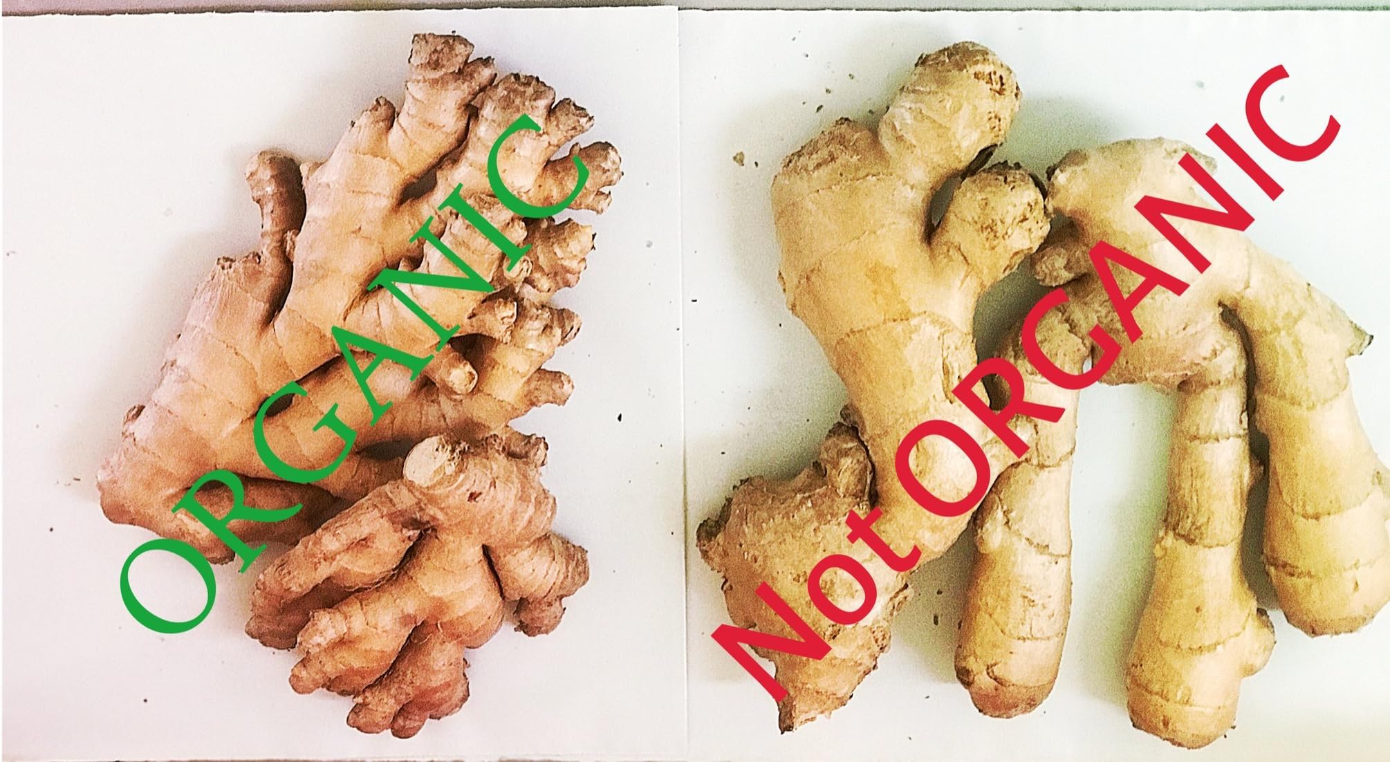 Amazon.com: Kejora 100% Organic Fresh Ginger Root - Source from Peru (2 ...