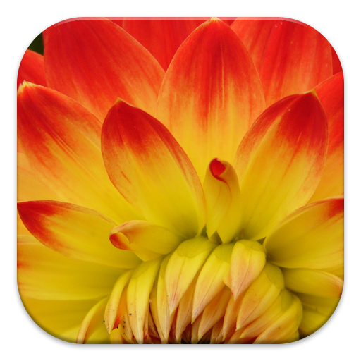 Free Photo Prints - App on the Amazon Appstore