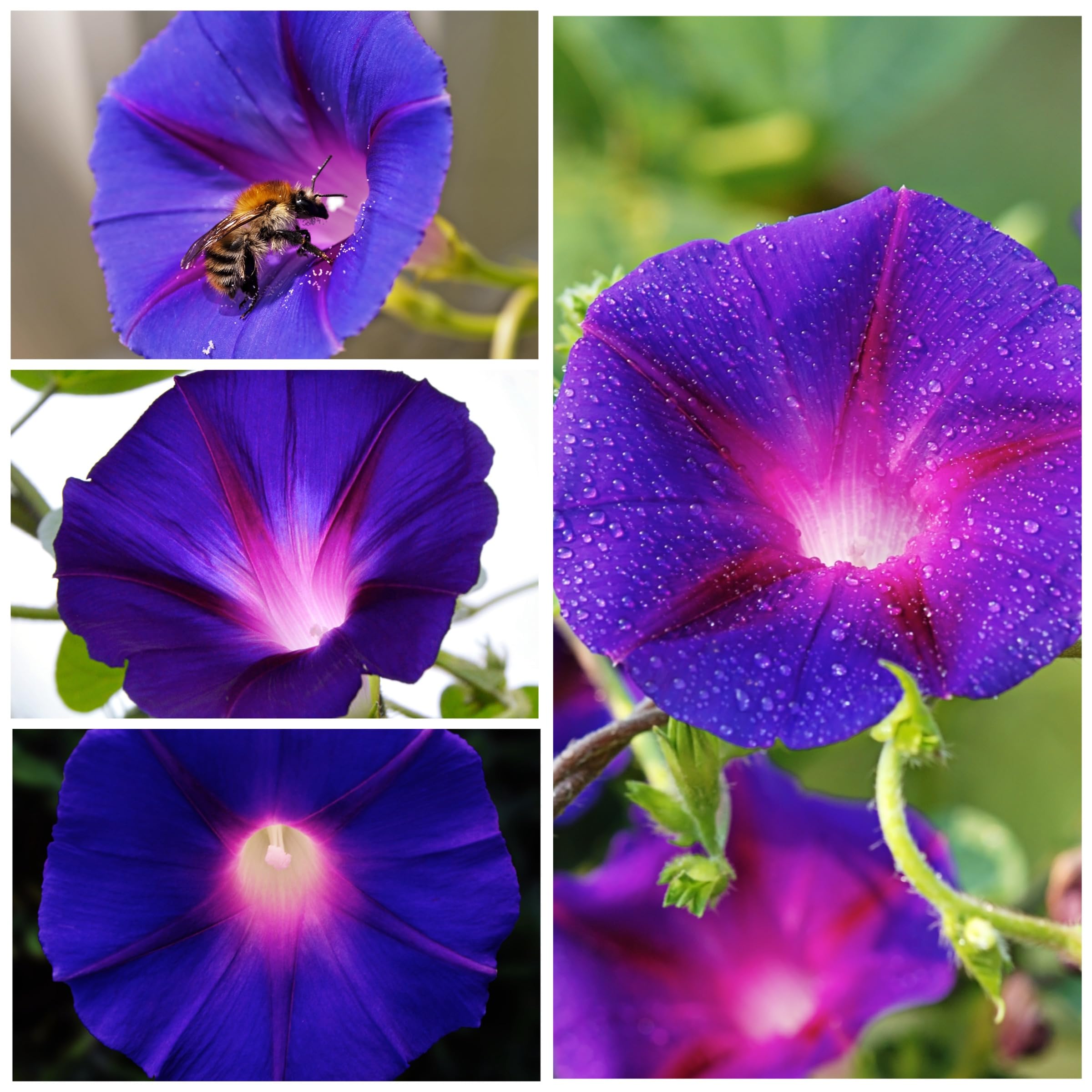 Grandpa Ott Morning Glory