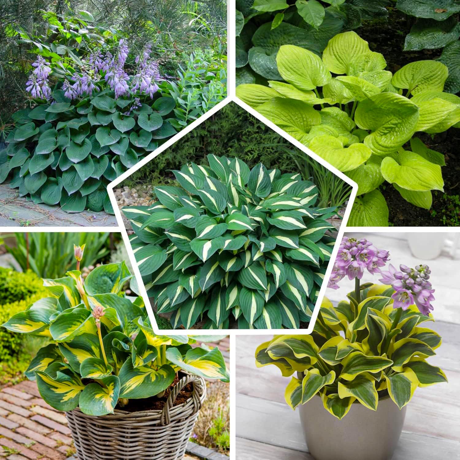 Variedades De Hostas A Pleno Sol Fotos: 10 Plantas Para Decorar La