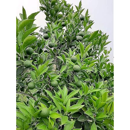Green view Vietnam malta Mosambi All Time Variety Grafted Fruit Live ...