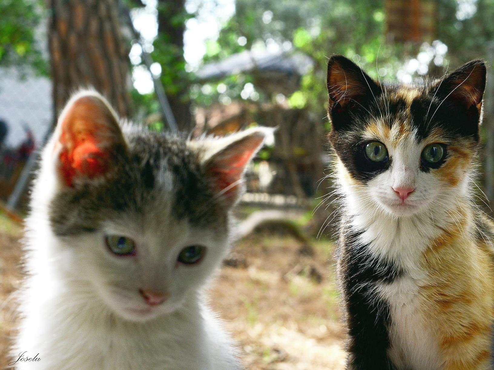 Adobe Photoshop CS2 Classroom in a Book: Amazon.co.uk: Adobe Creative ...