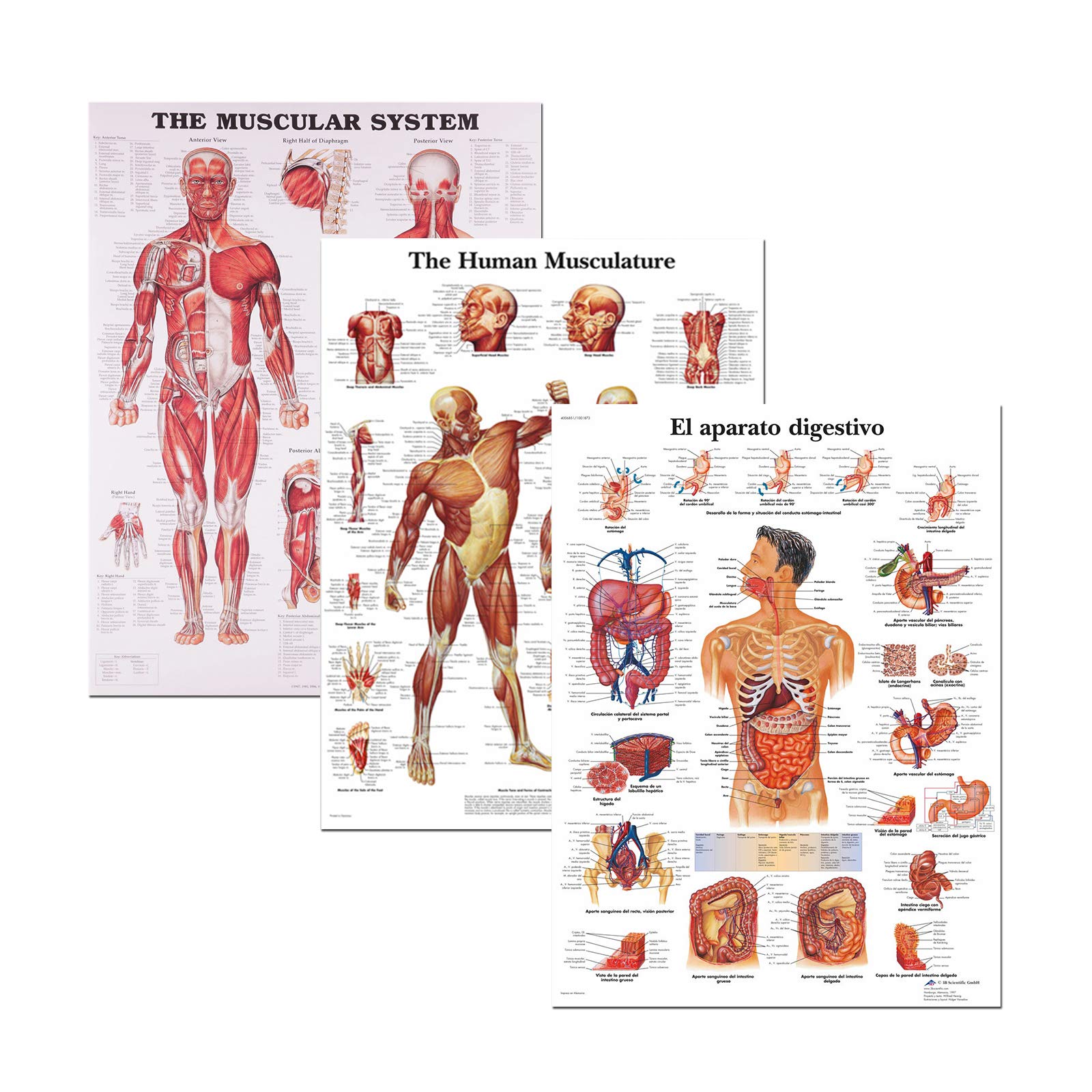 Buy Wall Muscular System,3 Muscular & Skeletal System Anatomical Set ...