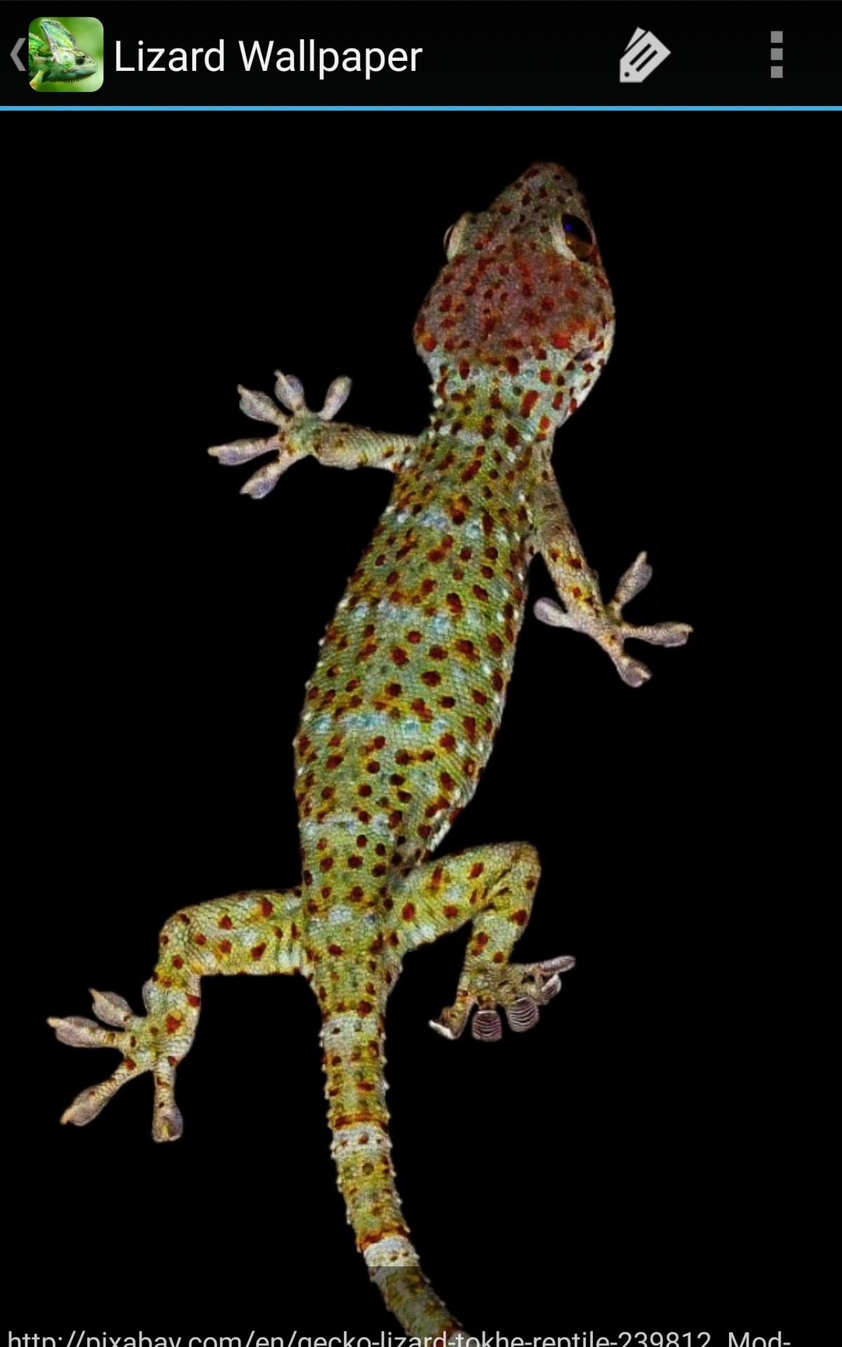 Lizard Wallpaper:Amazon.com:Appstore for Android