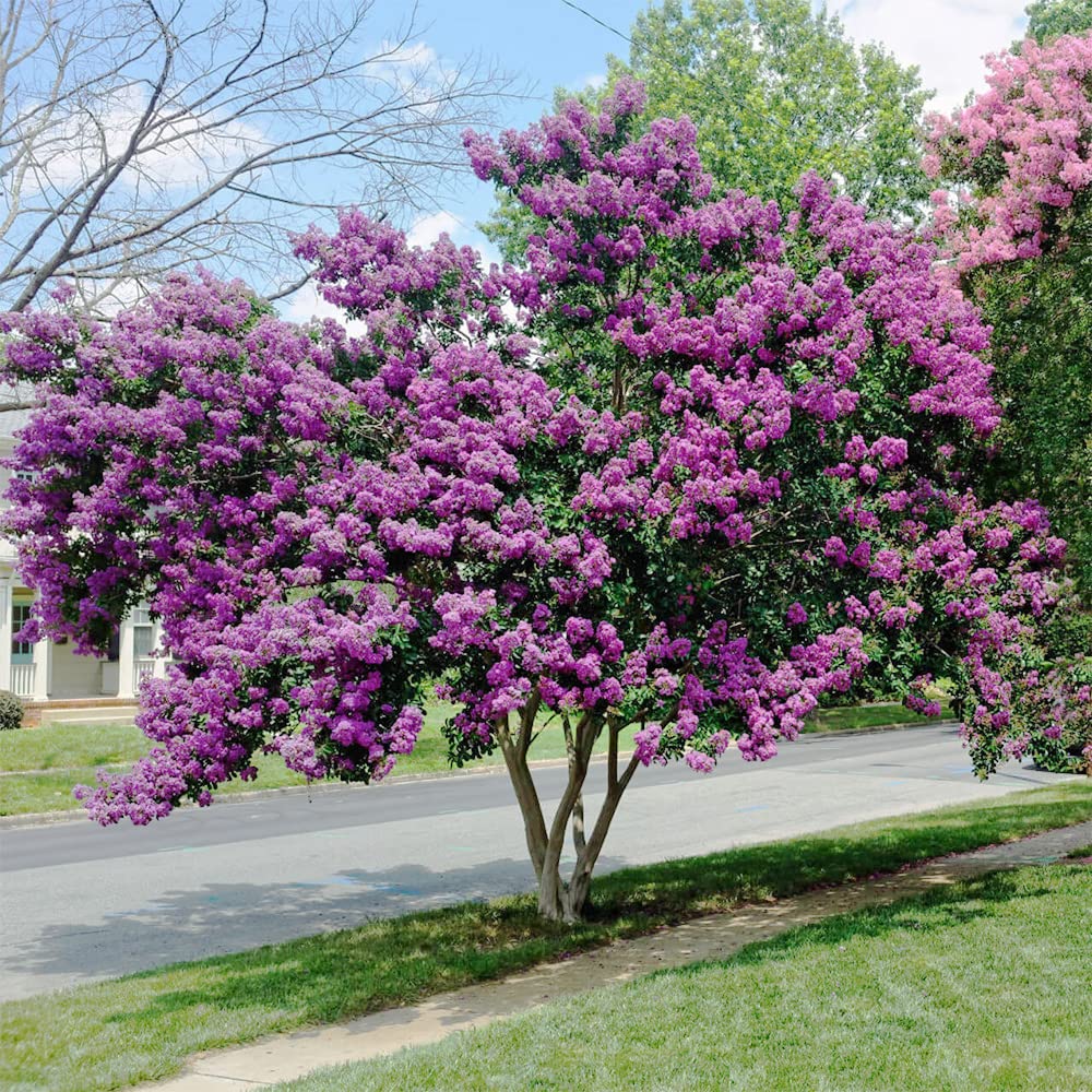 Amazon.com : QAUZUY GARDEN 20 Purple Lagerstroemia Crepe Crape Myrtle ...