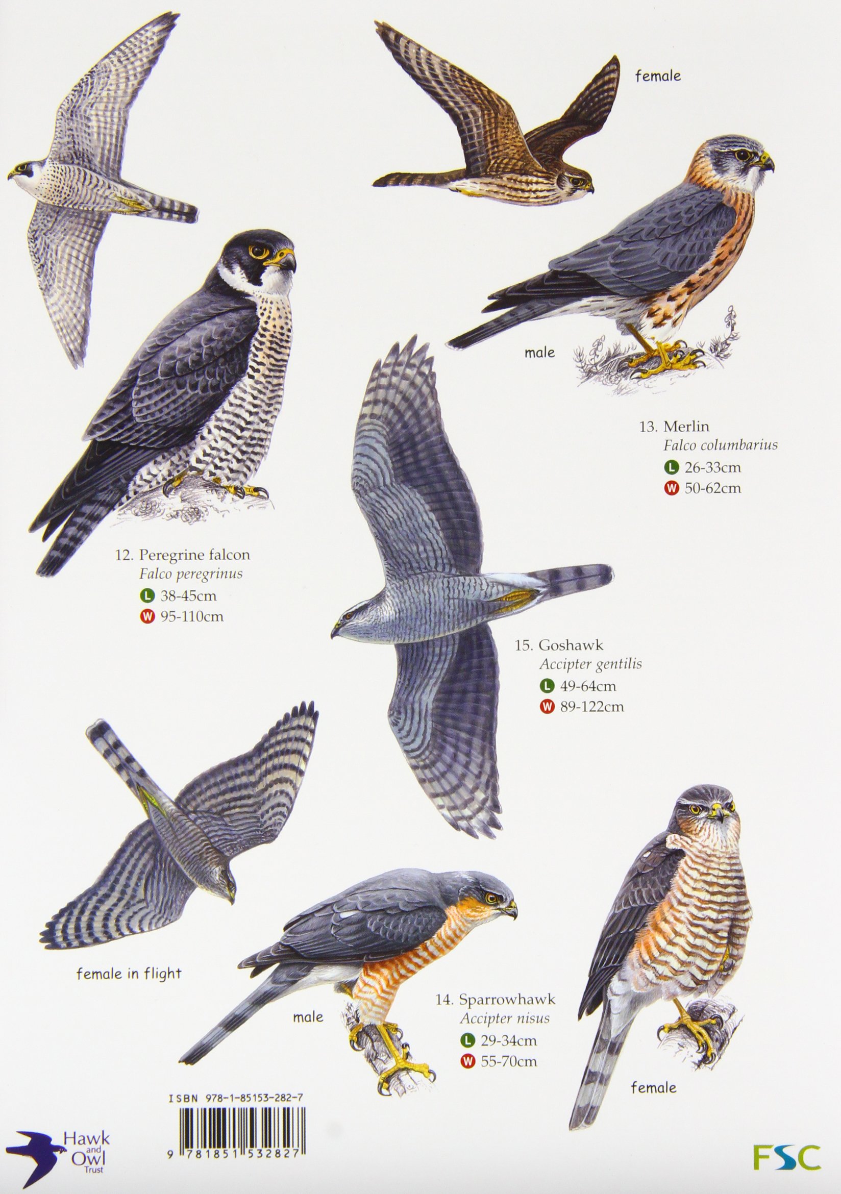 Birds Of Prey English