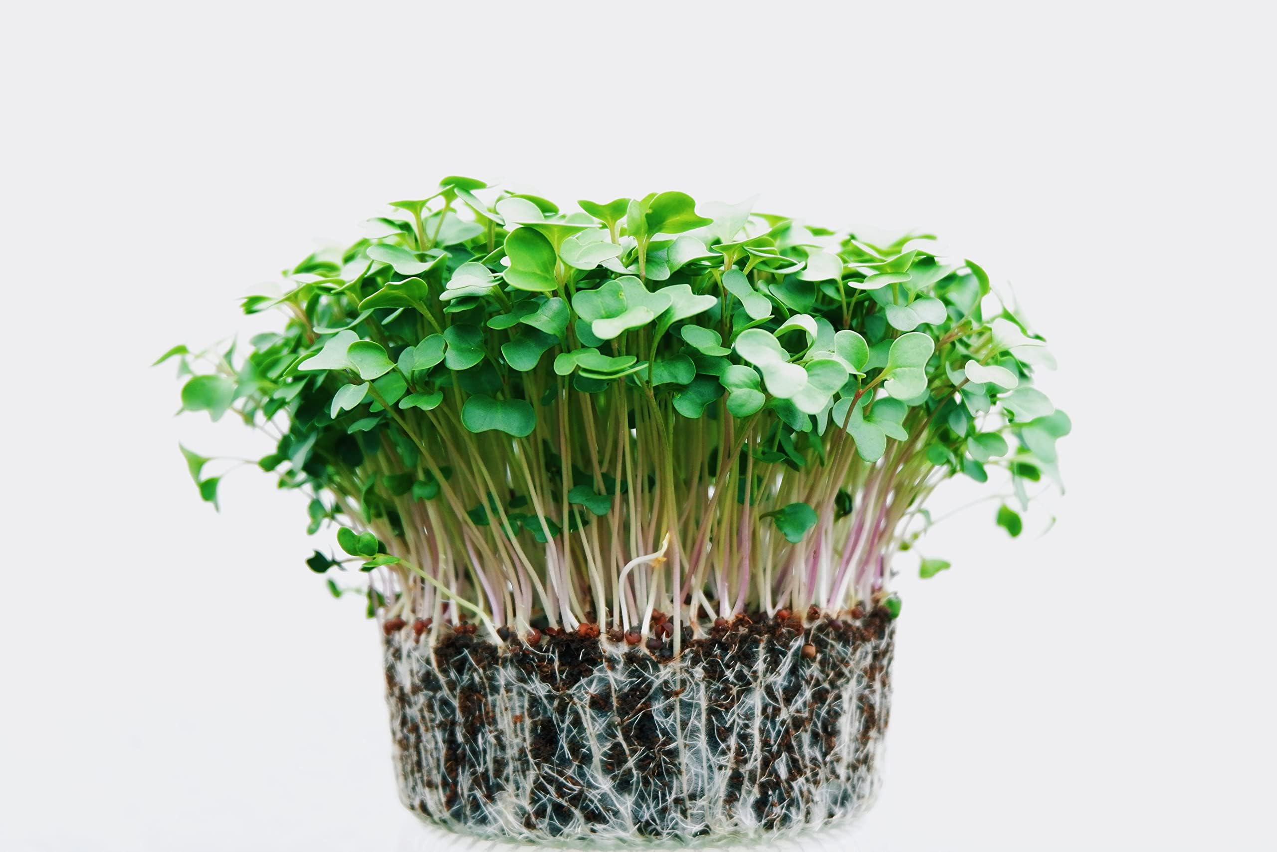 JustSeed - Vegetable - Cress - Common Plain - 20,000 Seeds -Approx 60g ...