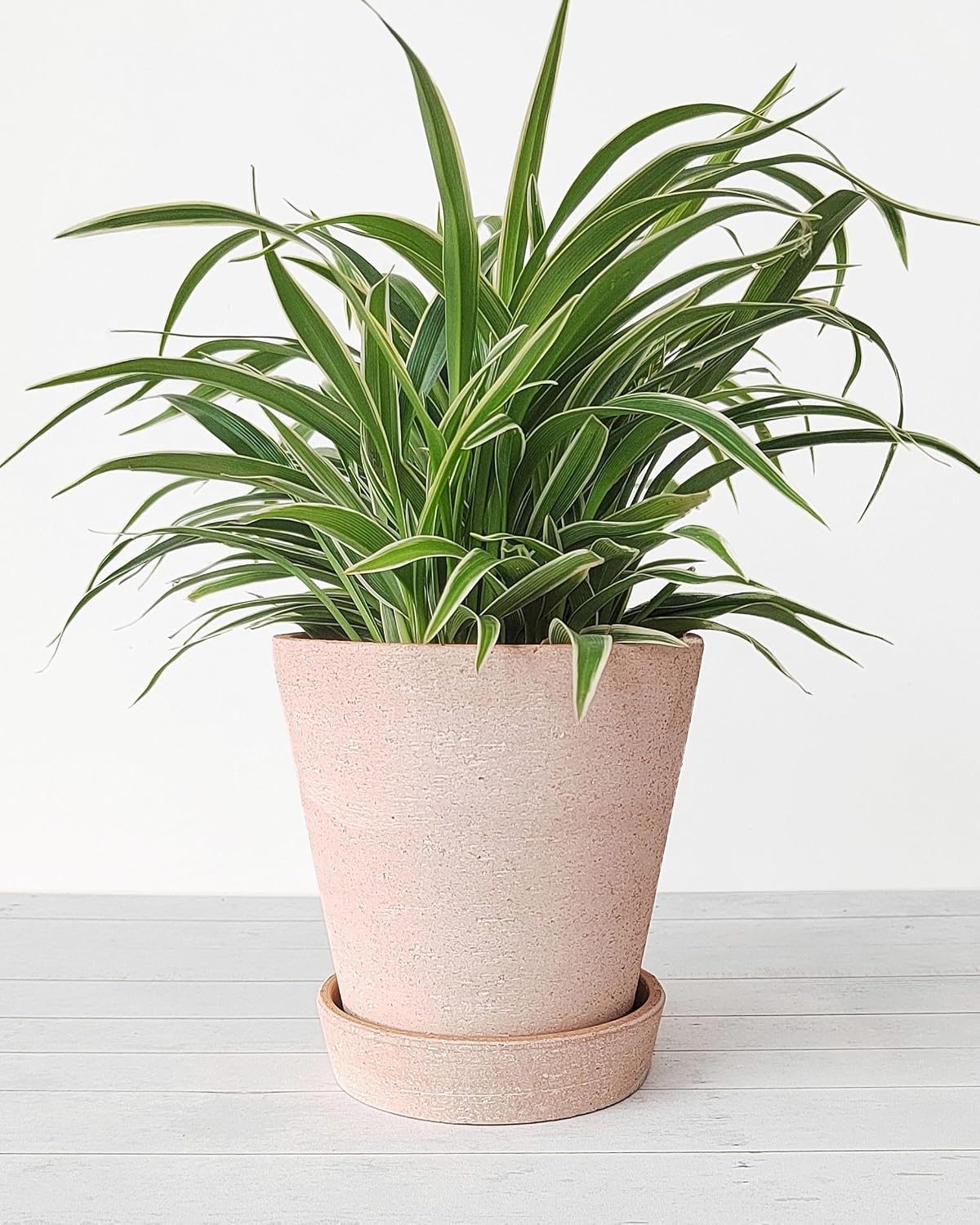 Wavy Studio 5" Rustic Pink Terracotta Plant Pot with Saucer