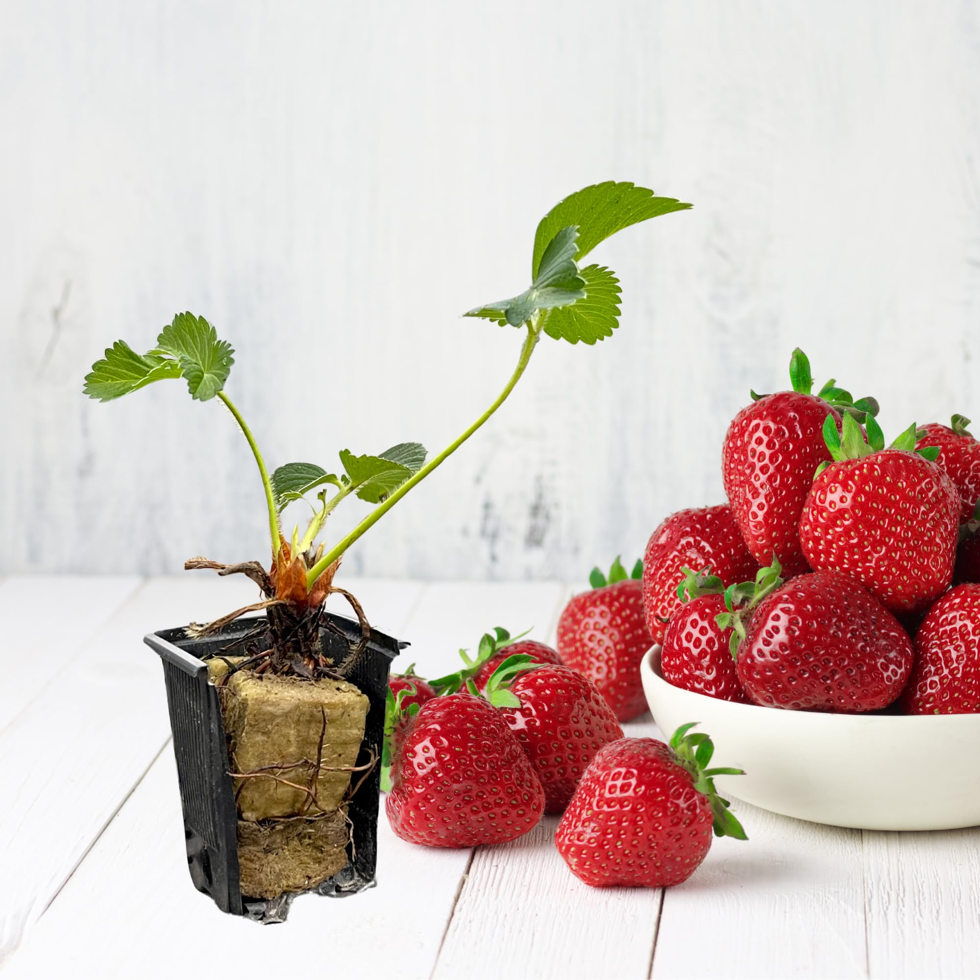 Amazon.com : Hand Picked Nursery Live Honeoye Strawberry Plugs - June ...