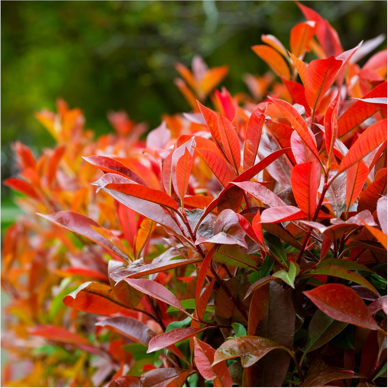 20 Photinia Red Robin Hedging Plants 40-60cm Bushy Evergreen Hedge ...