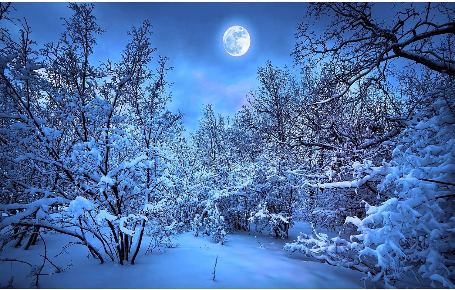 Amazon.com : Snow Forest Backdrop Winter Night Moon Snow-Covered Fir ...
