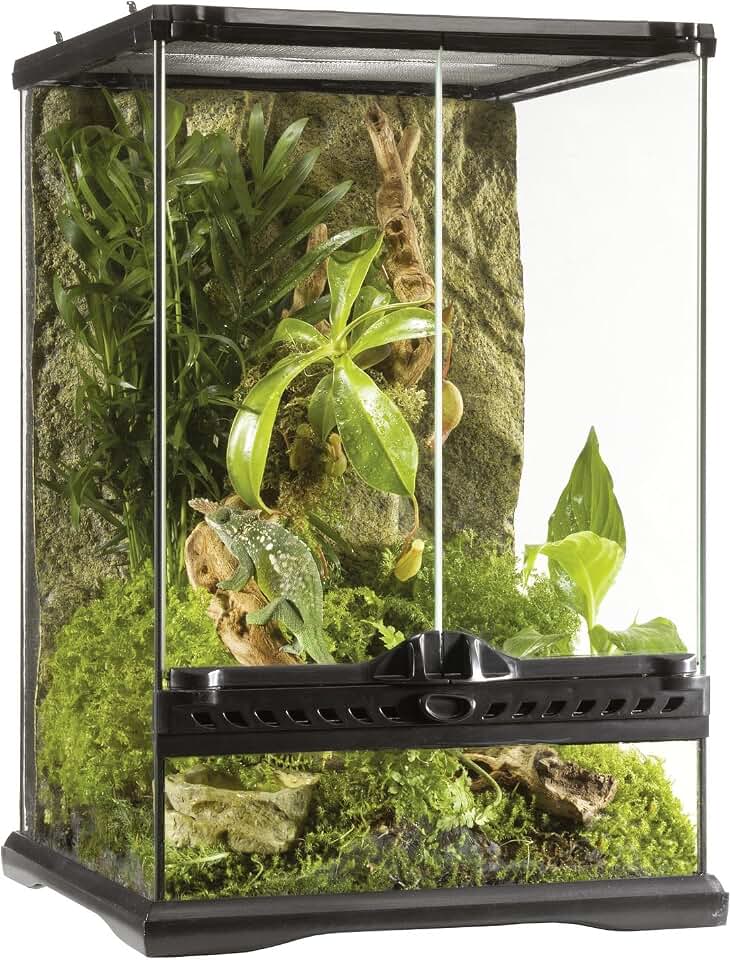 Amazon.ae: Terrarium