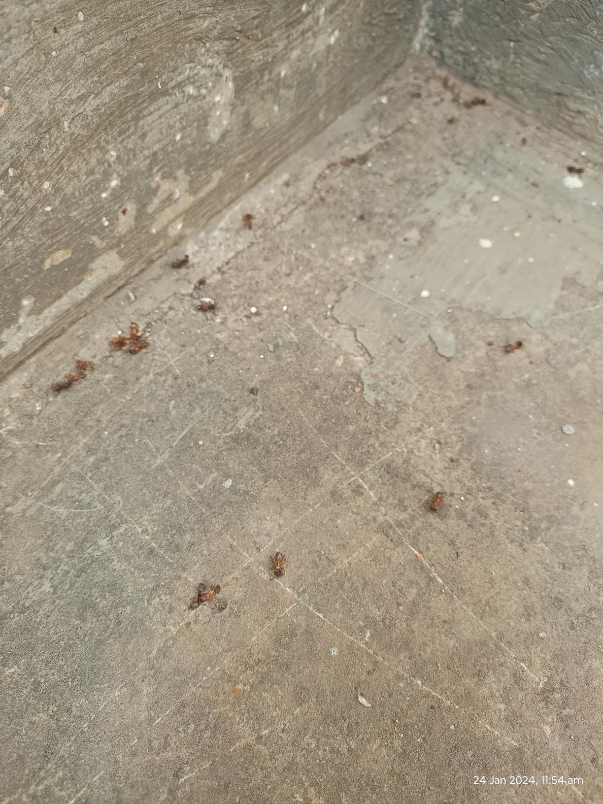 Amish- Bed-Bug Repellent Killer herbal Spray/Ready to use Bed- Bug ...