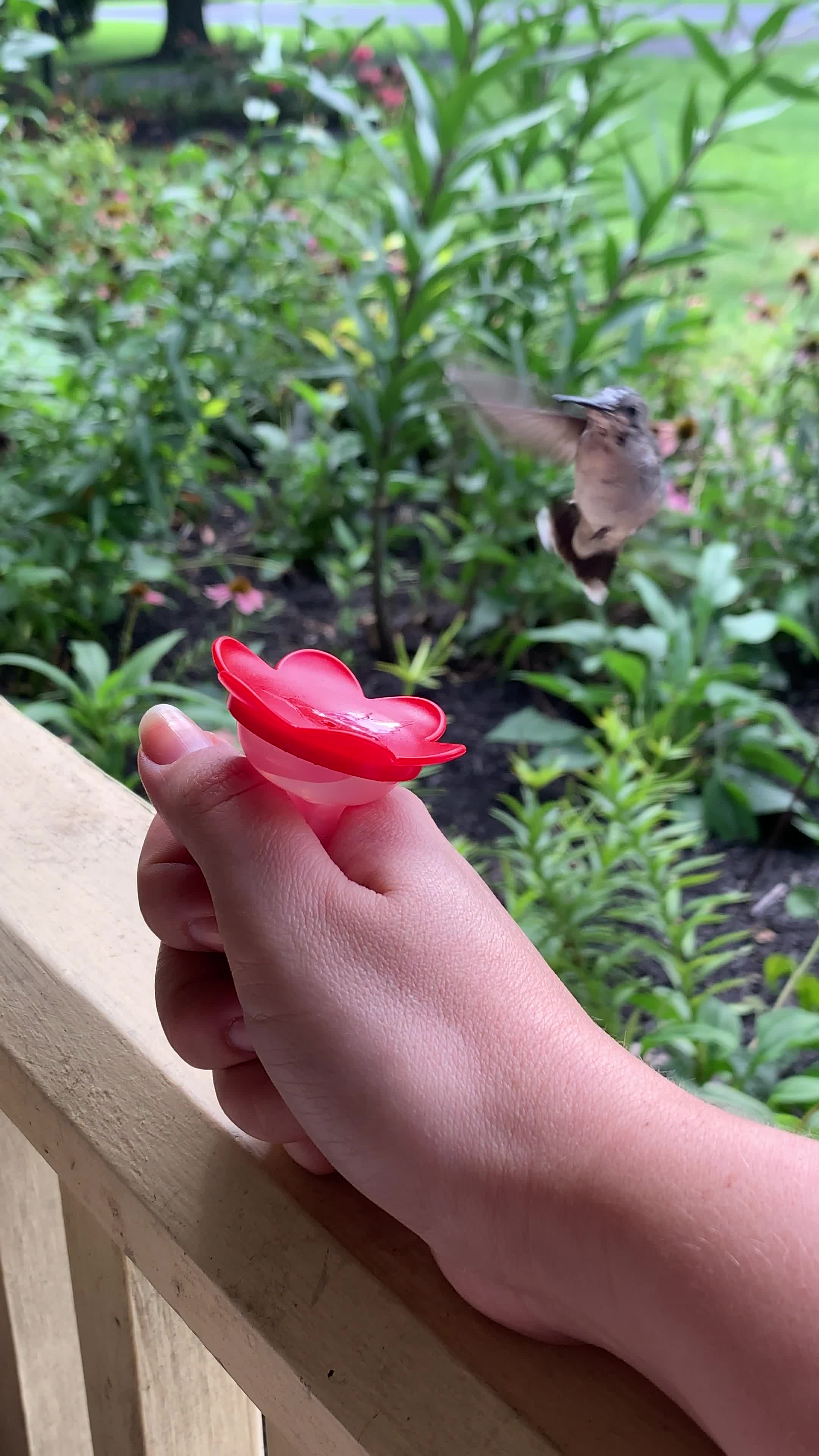 Watch The hummers love it on Amazon Live