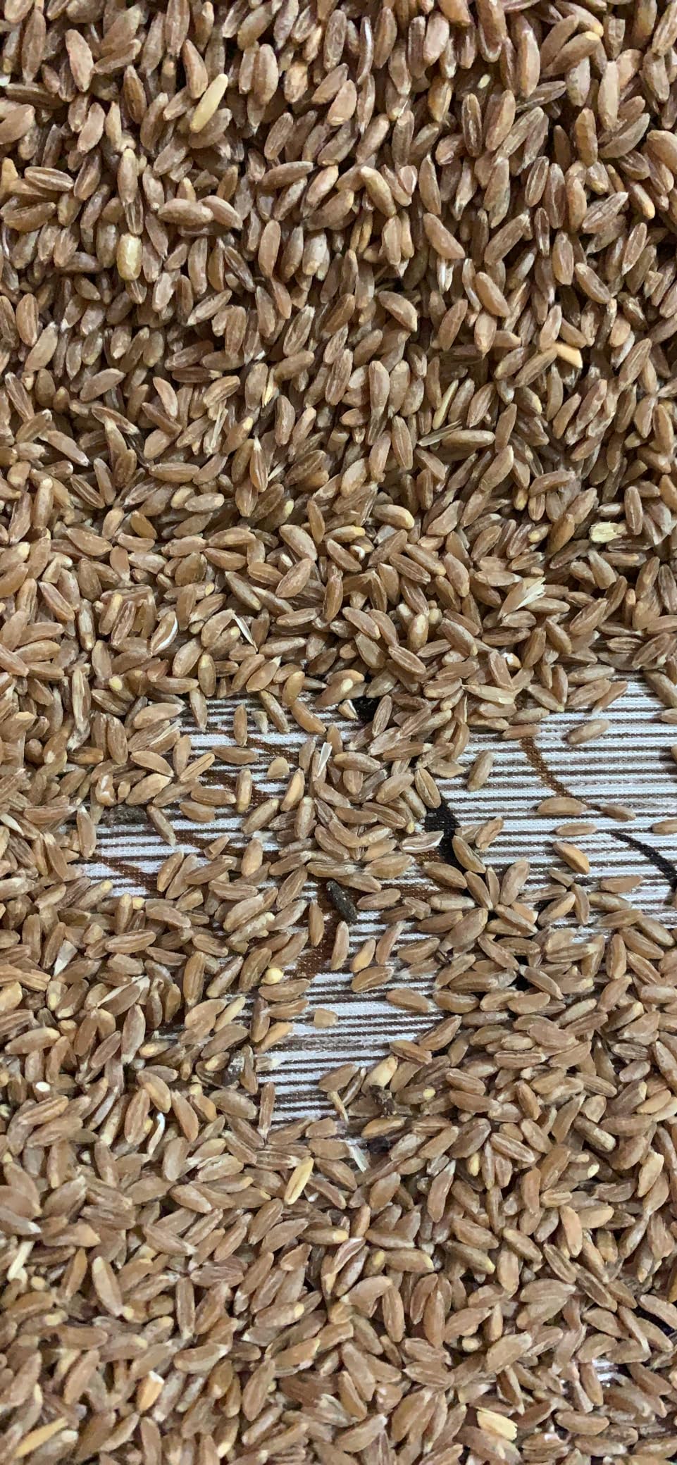 SARBATI WHEAT GRAINS (15 KG) for eating and cooking | sarbati gehu ...