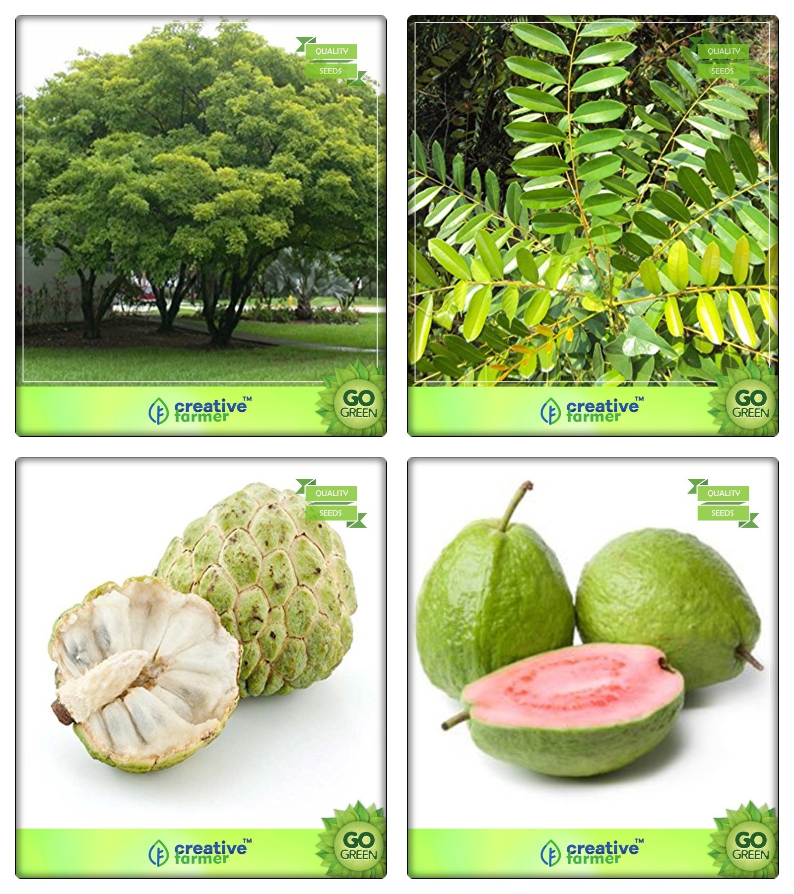 Buy Creative Farmer Tree For Outdoor Garden Pongamia Pinnata,Simarouba ...