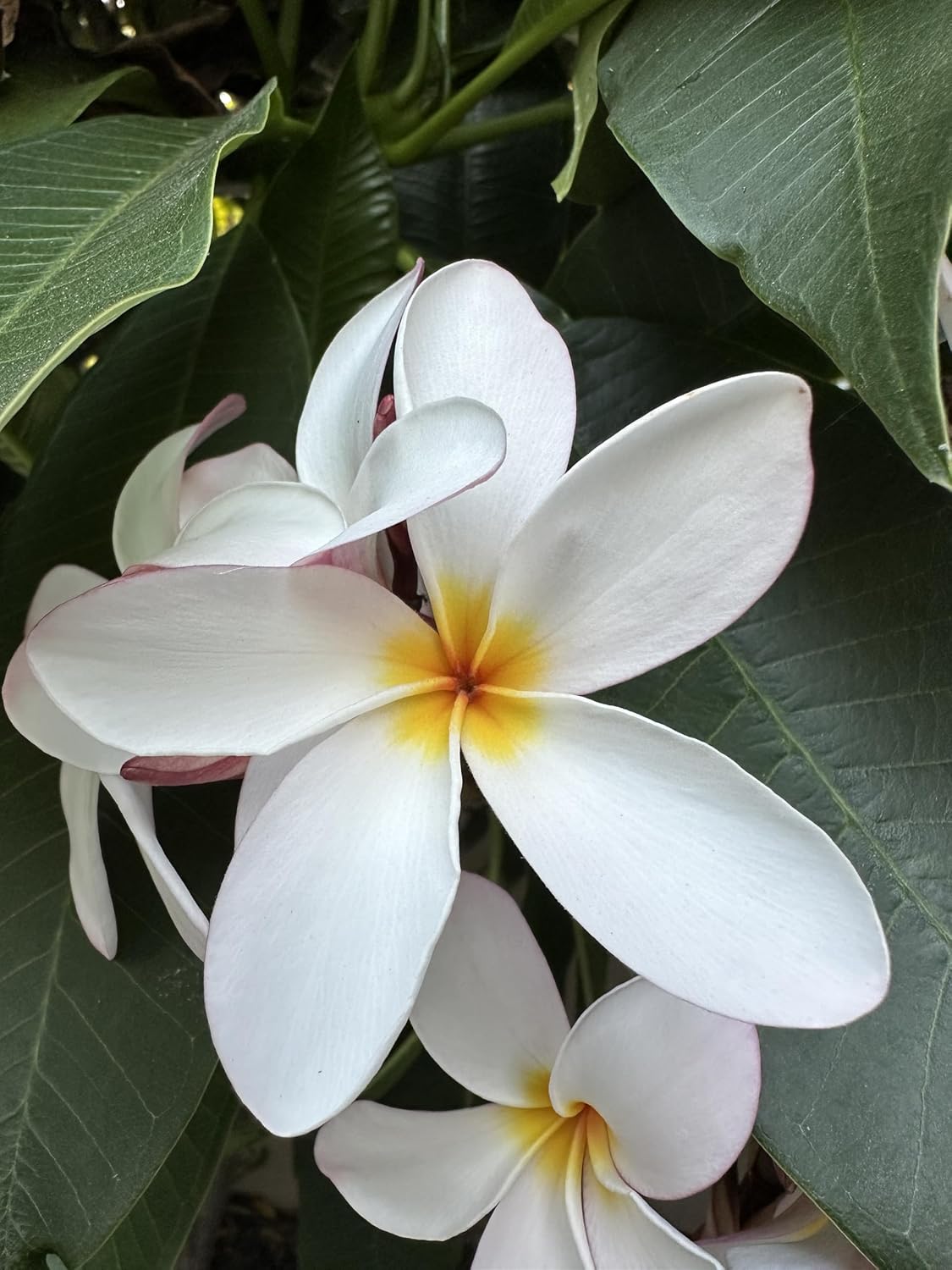 Amazon.com : Hawaiian Rare Plumeria Frangipani Plant Planta Cuttings ...